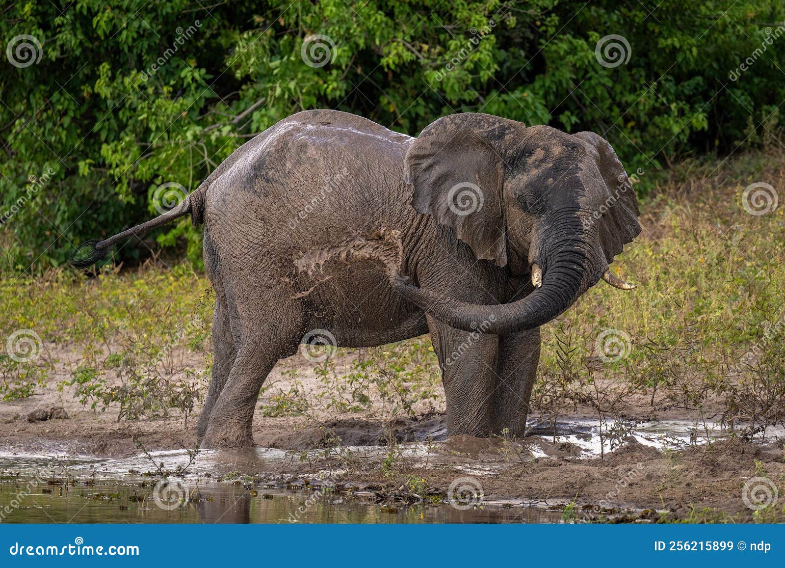 African Bush Elephant Throwing Mud Over Flank Stock Image - Image of ...