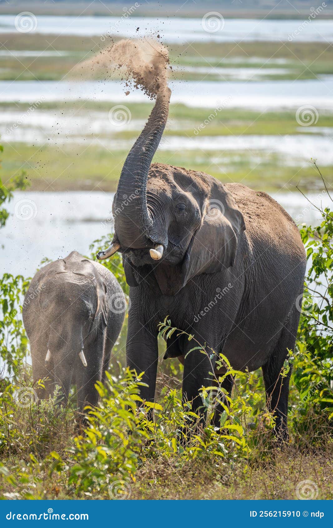 African Bush Elephant Throwing Sand Over Head Stock Photo - Image of ...