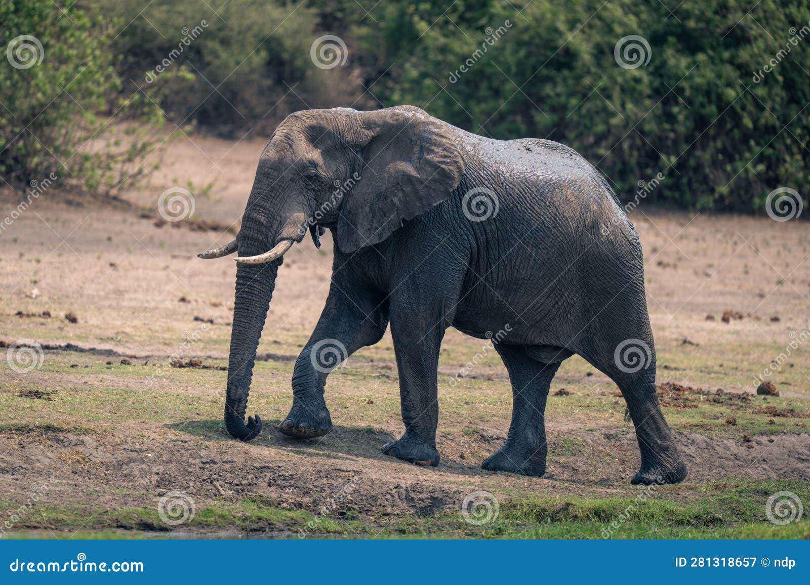 African Bush Elephant Walks Up Grassy Bank Stock Image - Image of ...