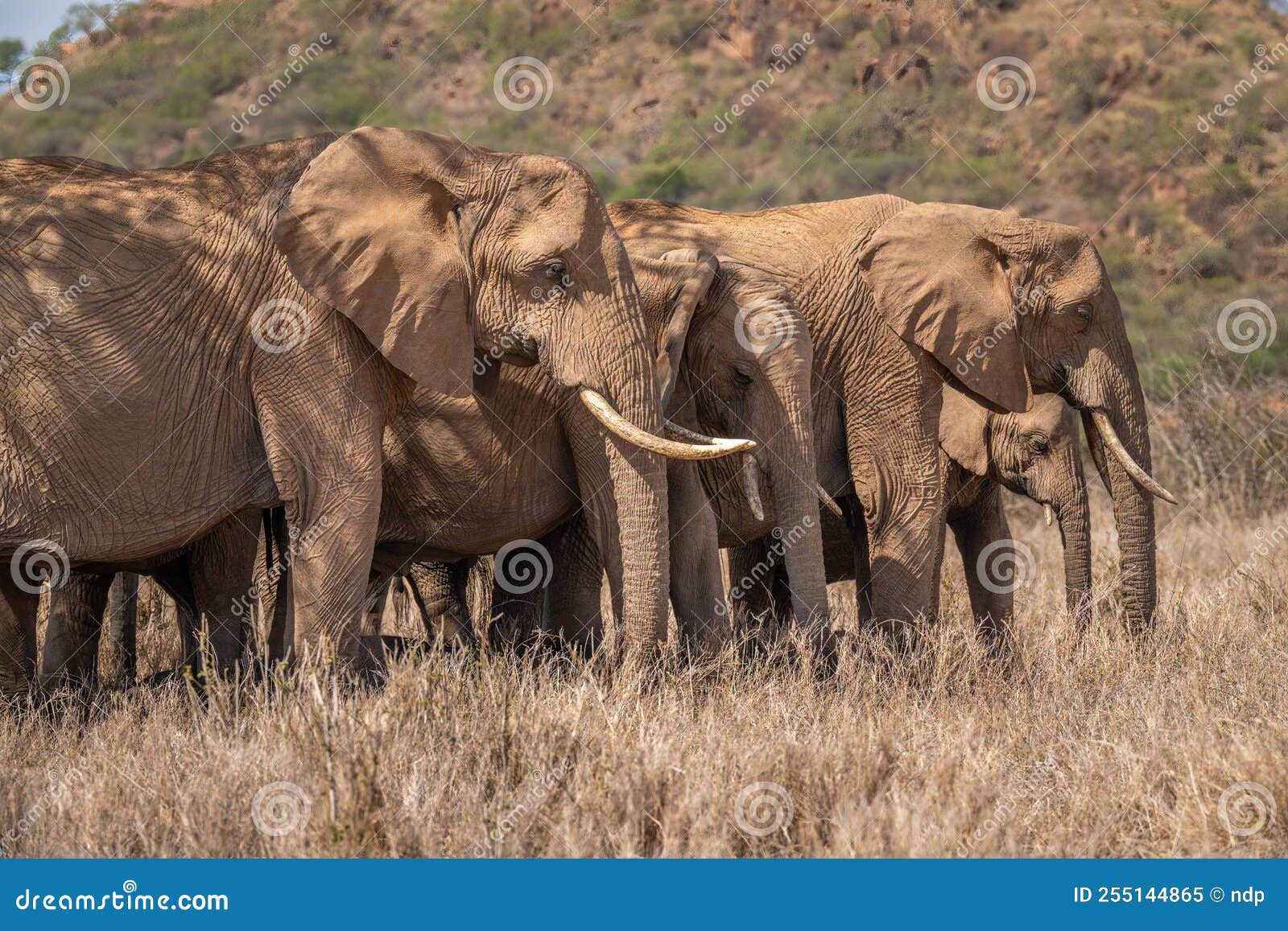 African Bush Elephants Stand in Line Abreast Stock Image - Image of ...
