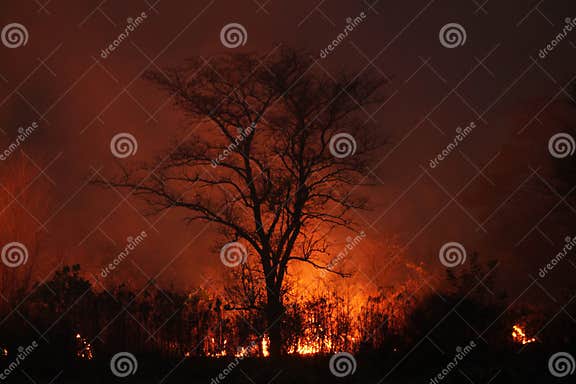 Bush Fire stock image. Image of orange, burn, silhouette - 100838703