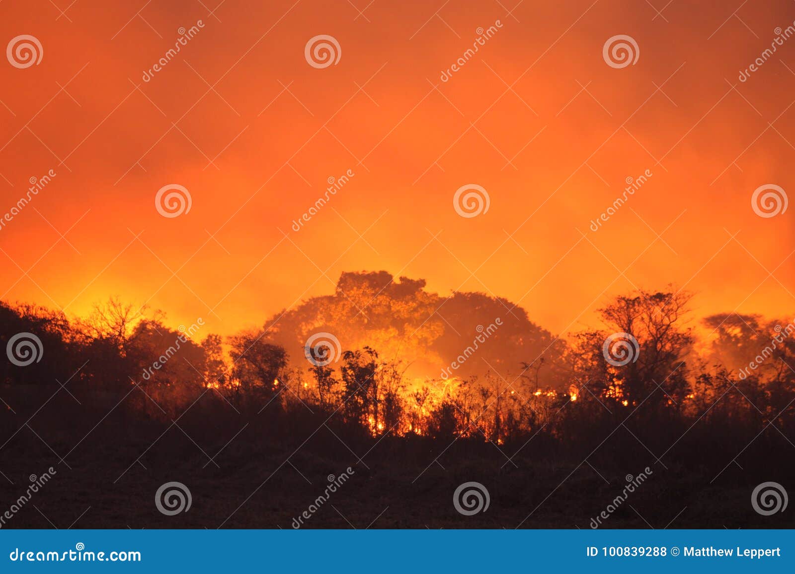Bush Fire stock photo. Image of smoke, bush, fire, burning - 100839288