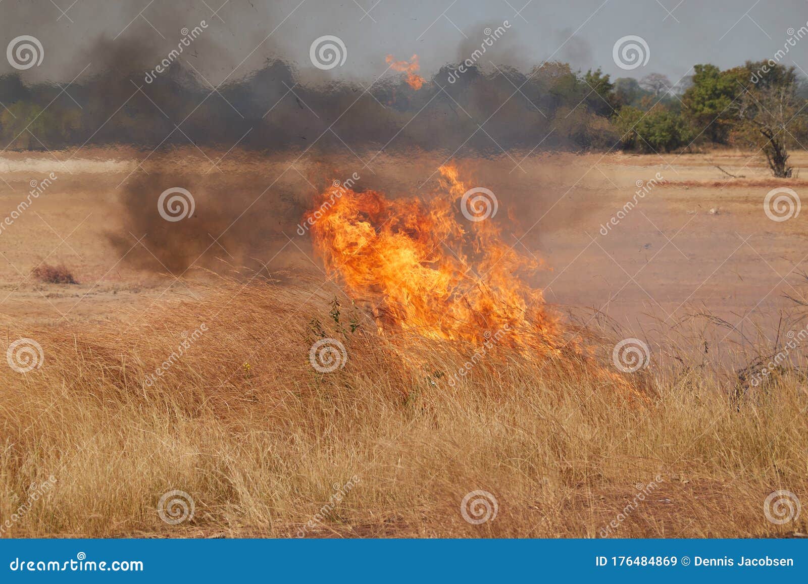 African bush fire stock image. Image of summer, africa - 176484869