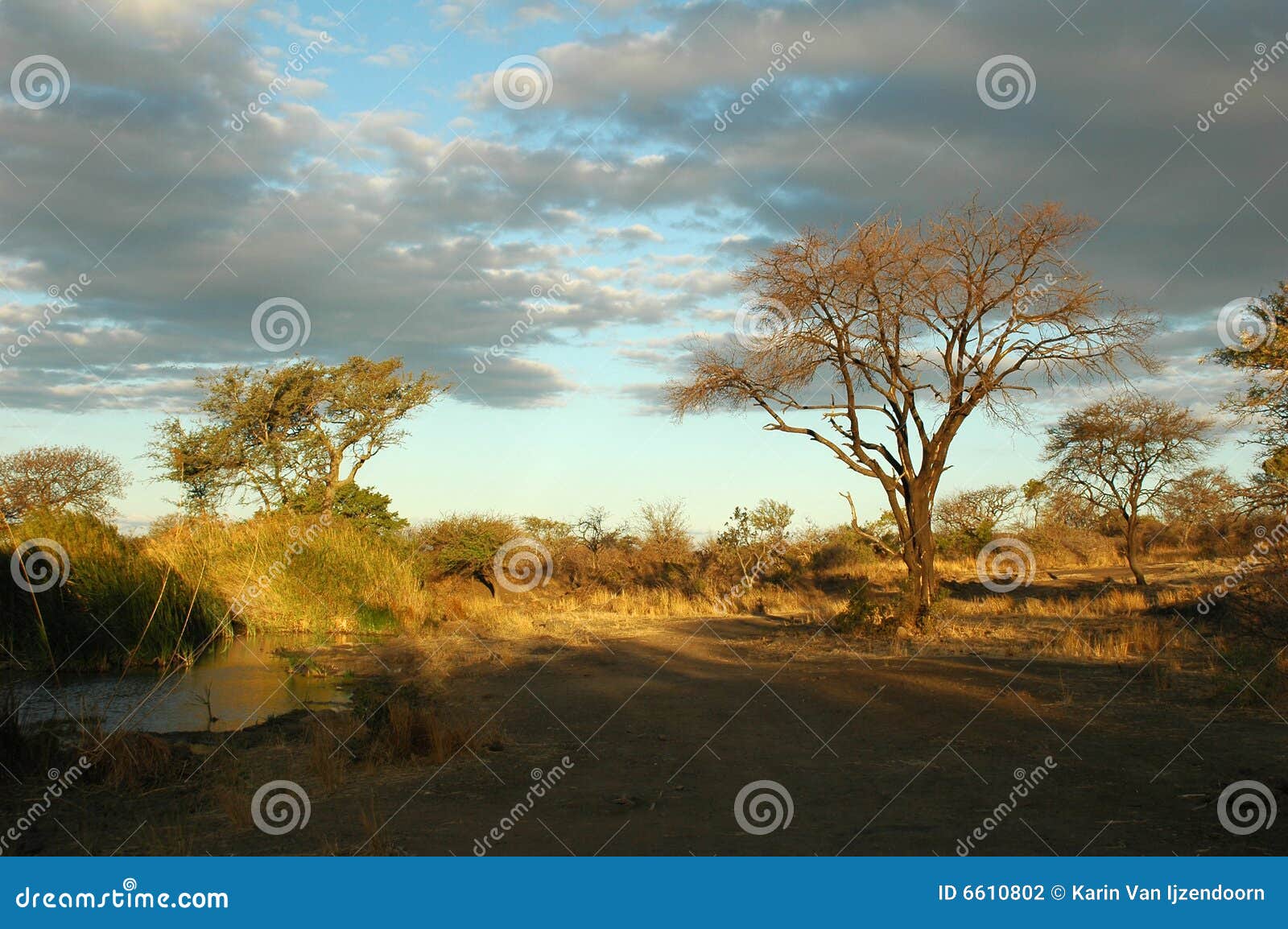 African bush landscape stock photo. Image of bushes, sunlit - 6610802