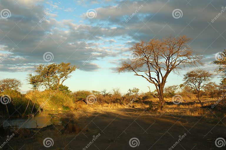 African bush landscape stock photo. Image of bushes, sunlit - 6610802
