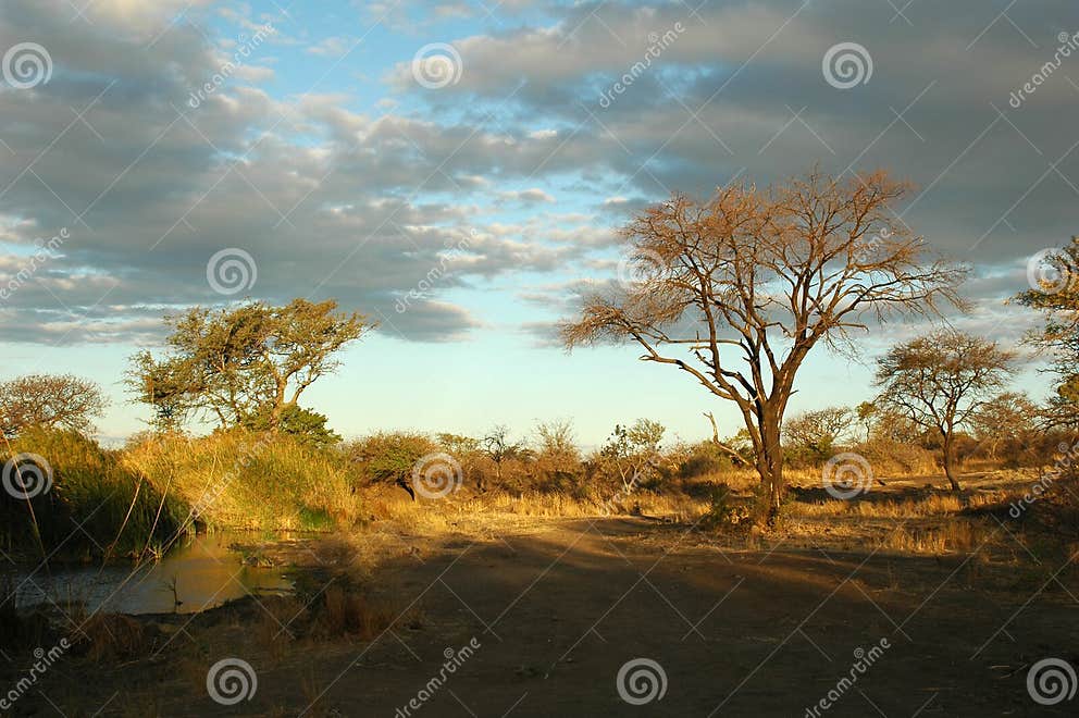 African bush landscape stock photo. Image of bushes, sunlit - 6610802