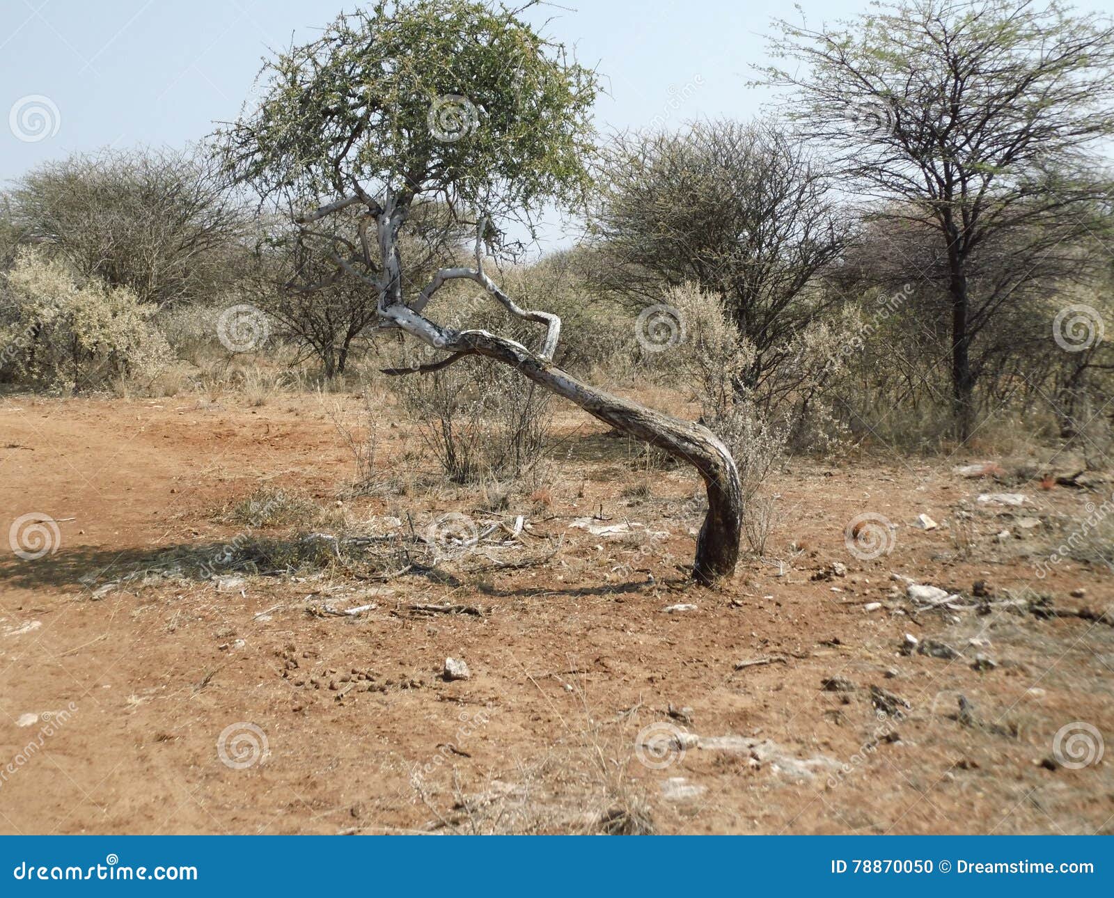 African Bush Scene stock photo. Image of skies, road - 78870050