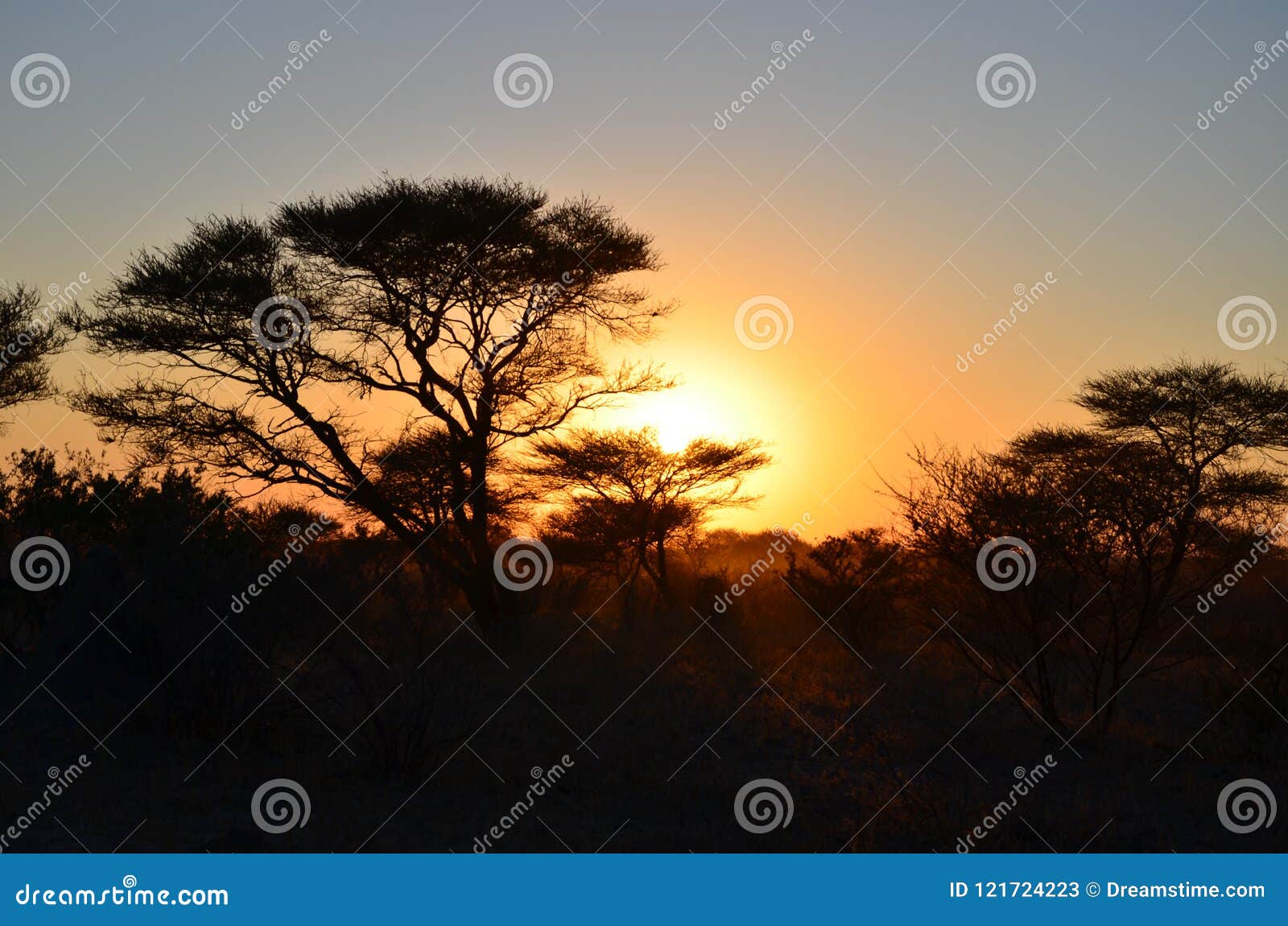 African Bush Sunset through Trees Stock Image - Image of silhoutte ...