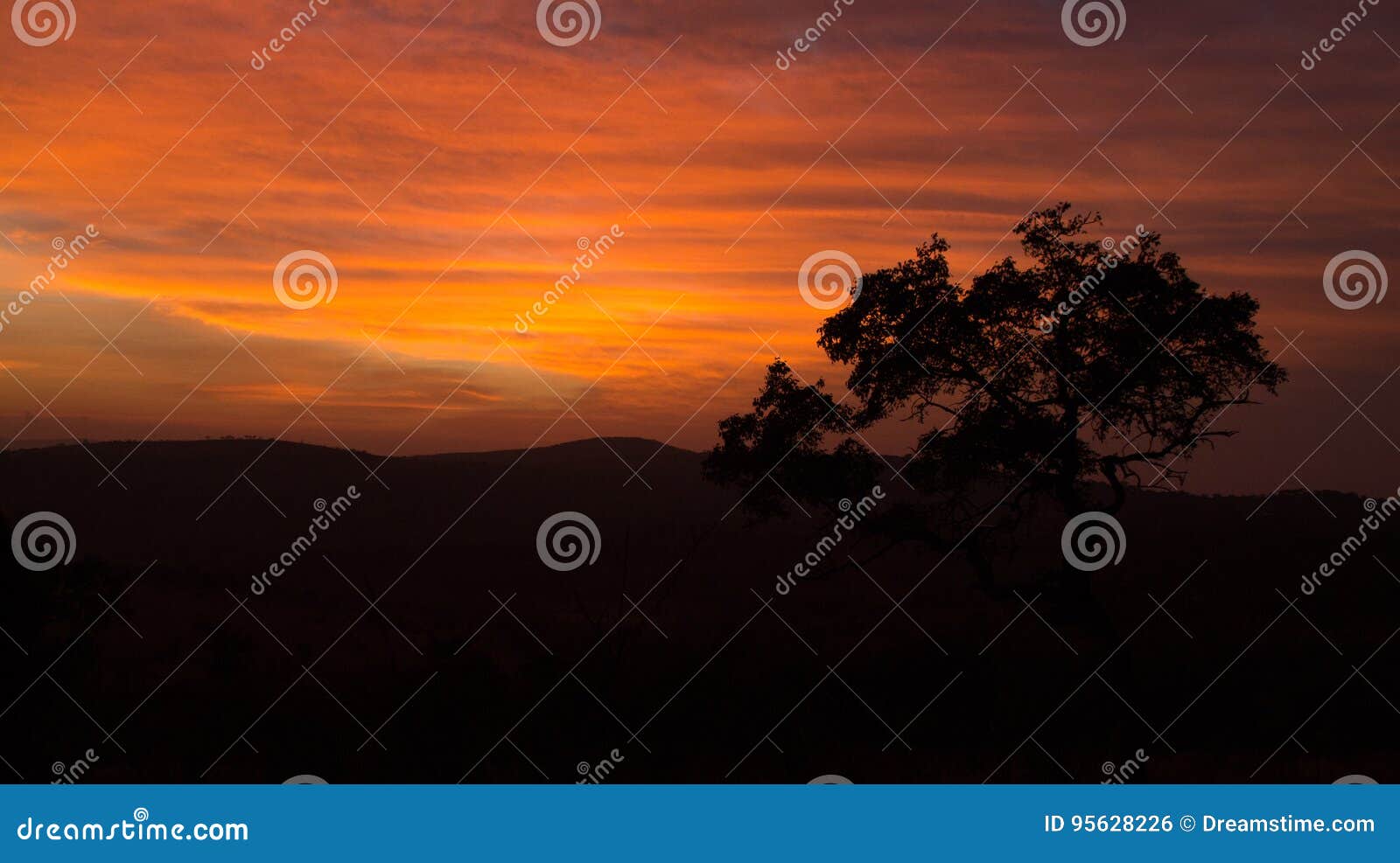 African bush sunset stock photo. Image of true, south - 95628226