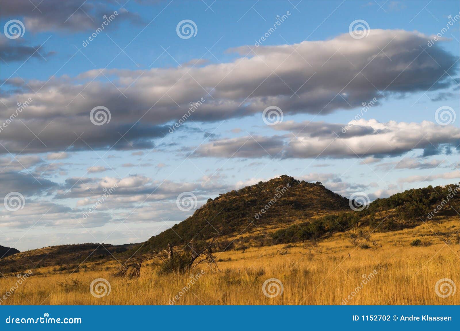 African Bush Under Blue Sky. Stock Photo - Image of african, blue: 1152702