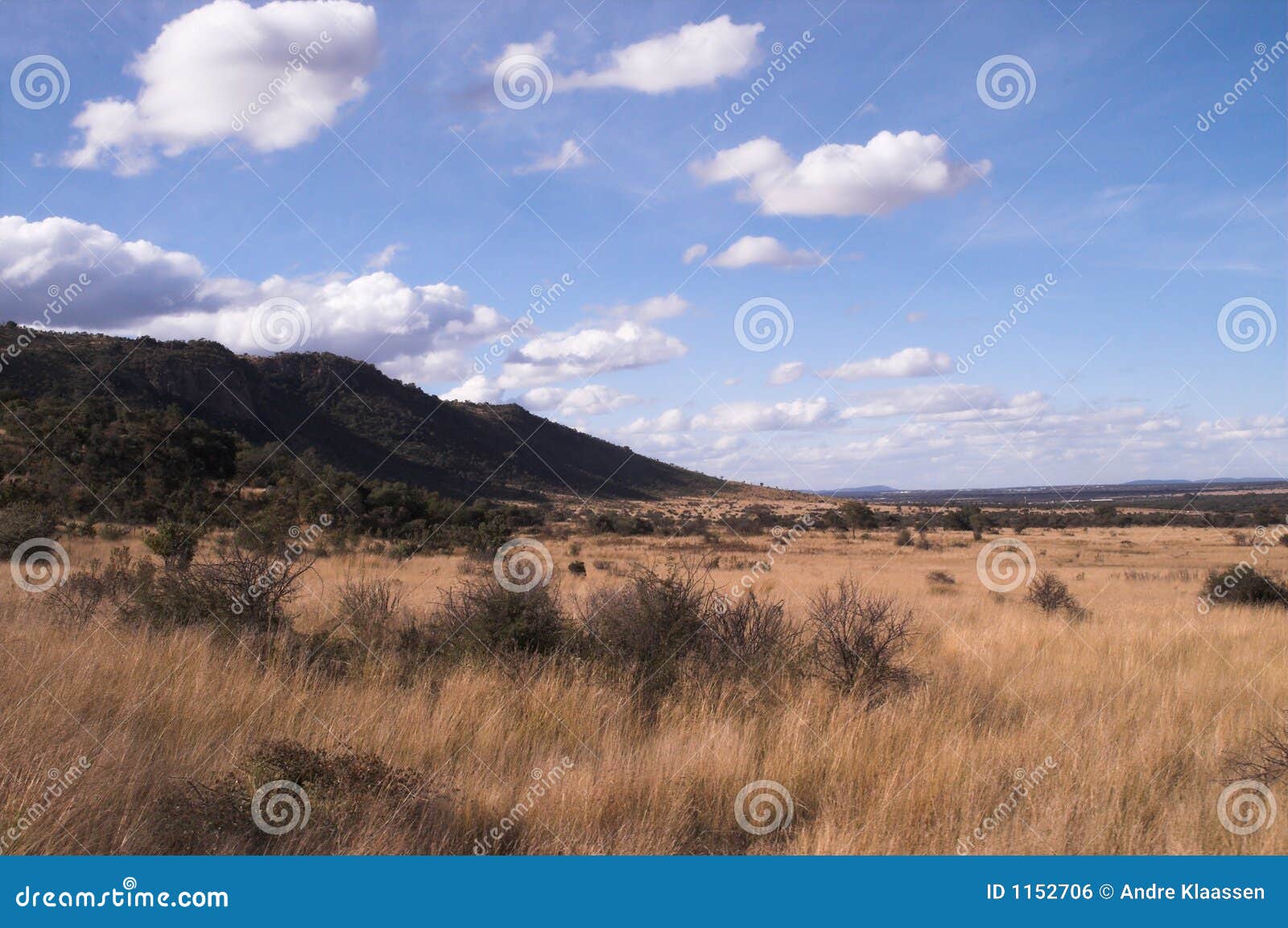 African Bush Elephant Stock Photo | CartoonDealer.com #37390518