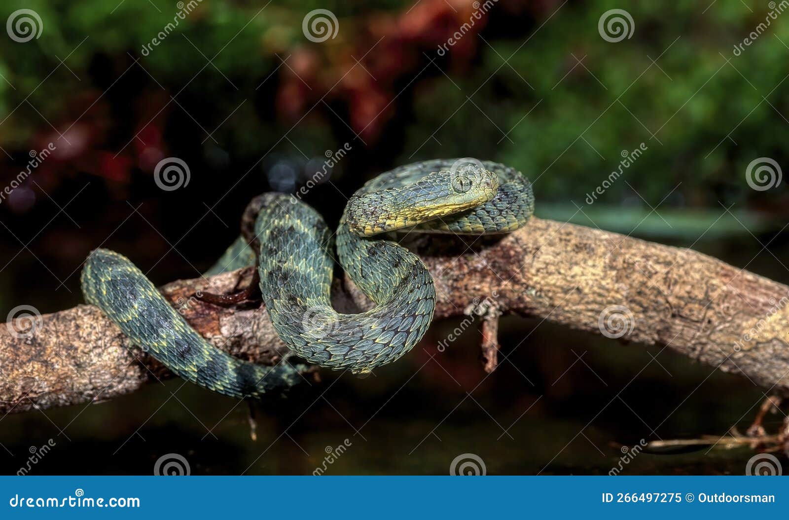 African Bush Viper on Tree Branch Stock Image - Image of african, bush ...