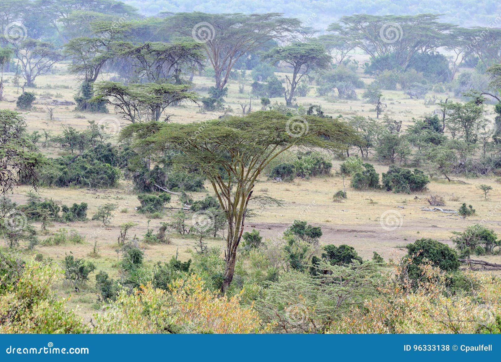 African Bush stock photo. Image of national, savannah - 96333138