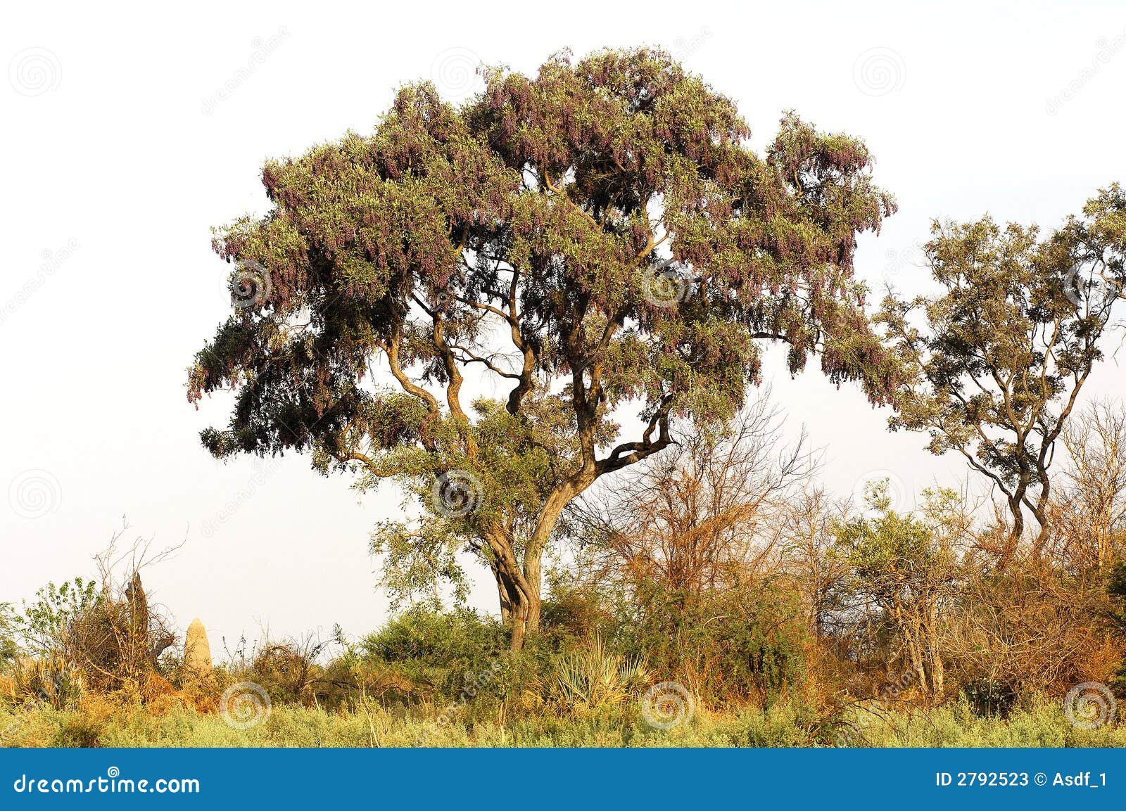 African Bushland stock image. Image of africa, bush, tree - 2792523