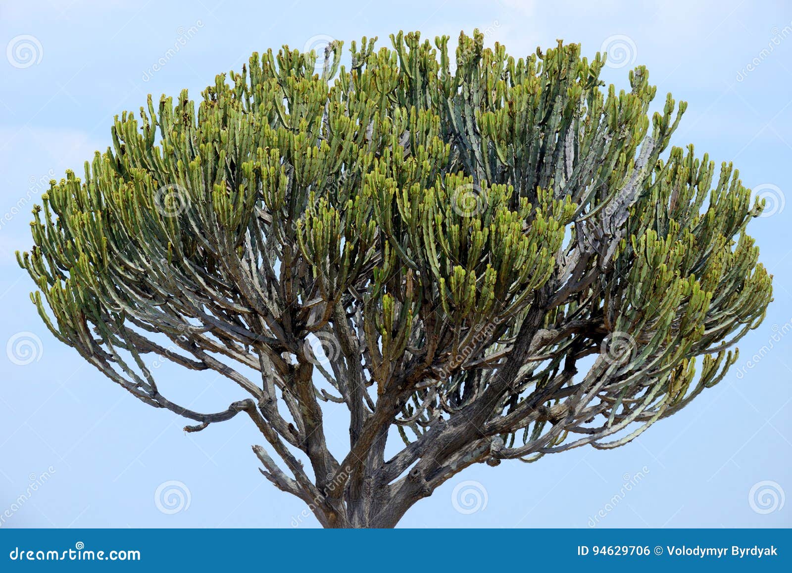 African cactus tree stock photo. Image of safari, africa - 94629706