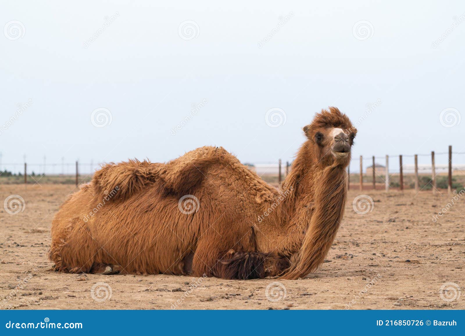 African Camel is an Ungulate within Genus Camelus Stock Photo - Image ...