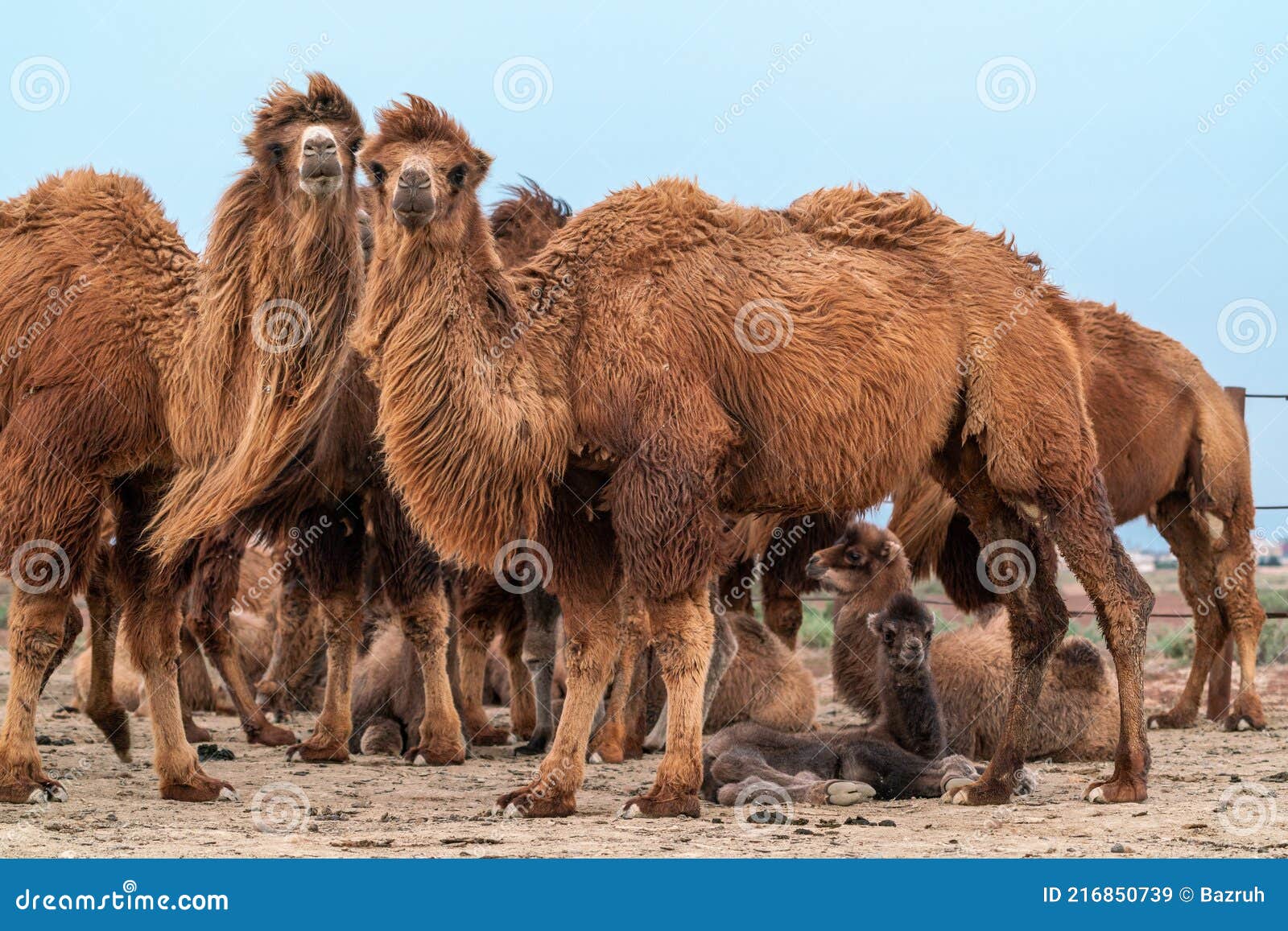 African Camel is an Ungulate within Genus Camelus Stock Image - Image ...