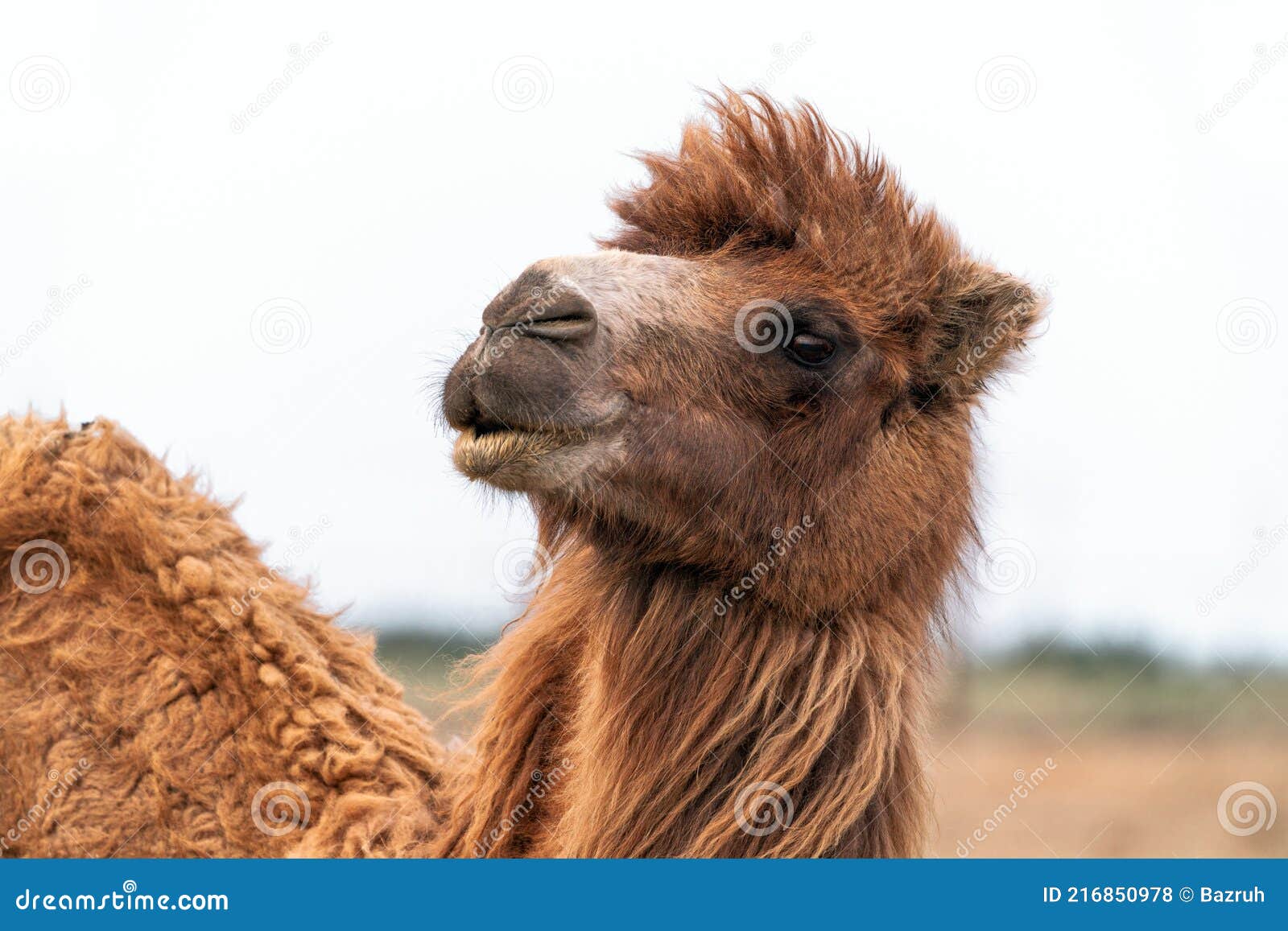 African Camel is an Ungulate within Genus Camelus Stock Photo - Image ...