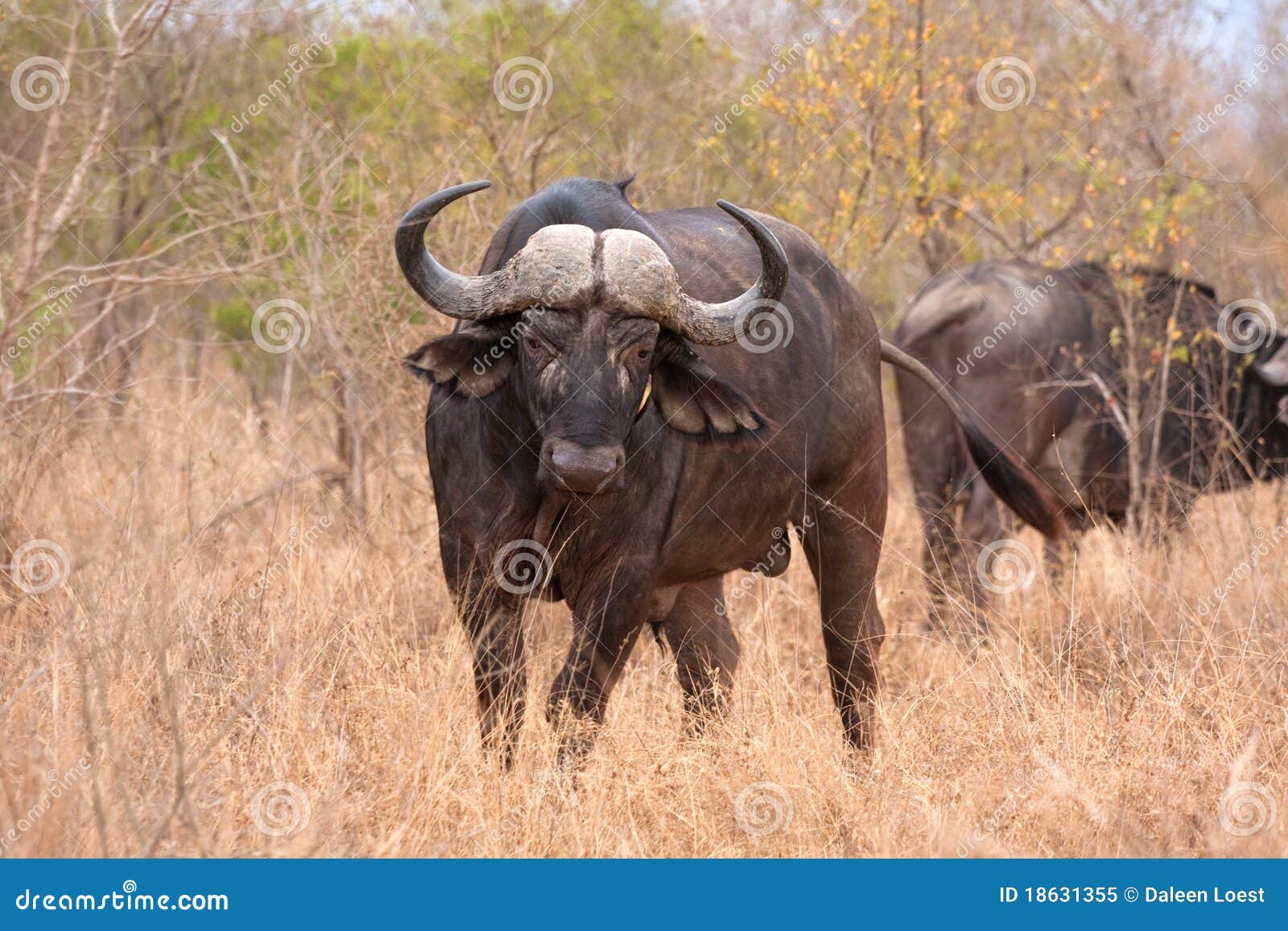 African Or Cape Buffalo, Bison Bison Bison And Heron In Trivandrum ...