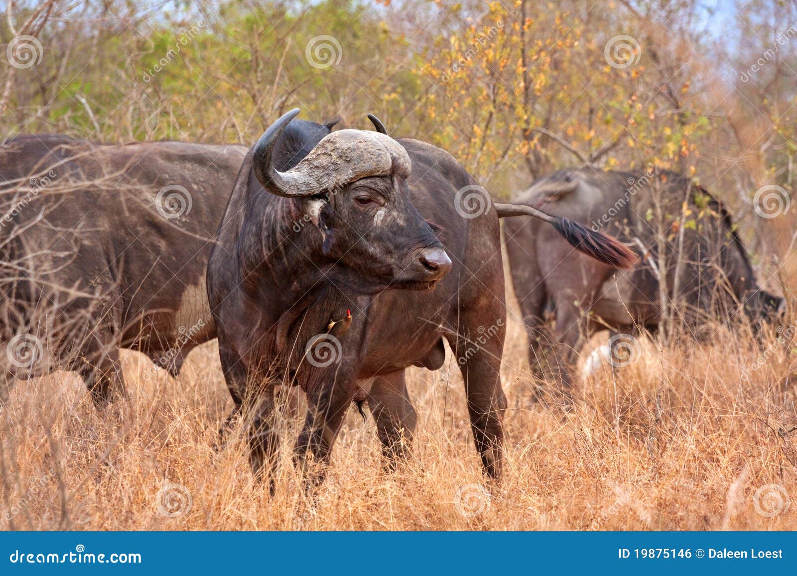 African Or Cape Buffalo, Bison Bison Bison In Trivandrum ...
