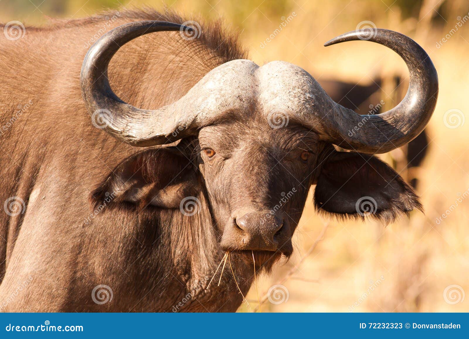 African Cape Buffalo stock image. Image of african, animals - 72232323