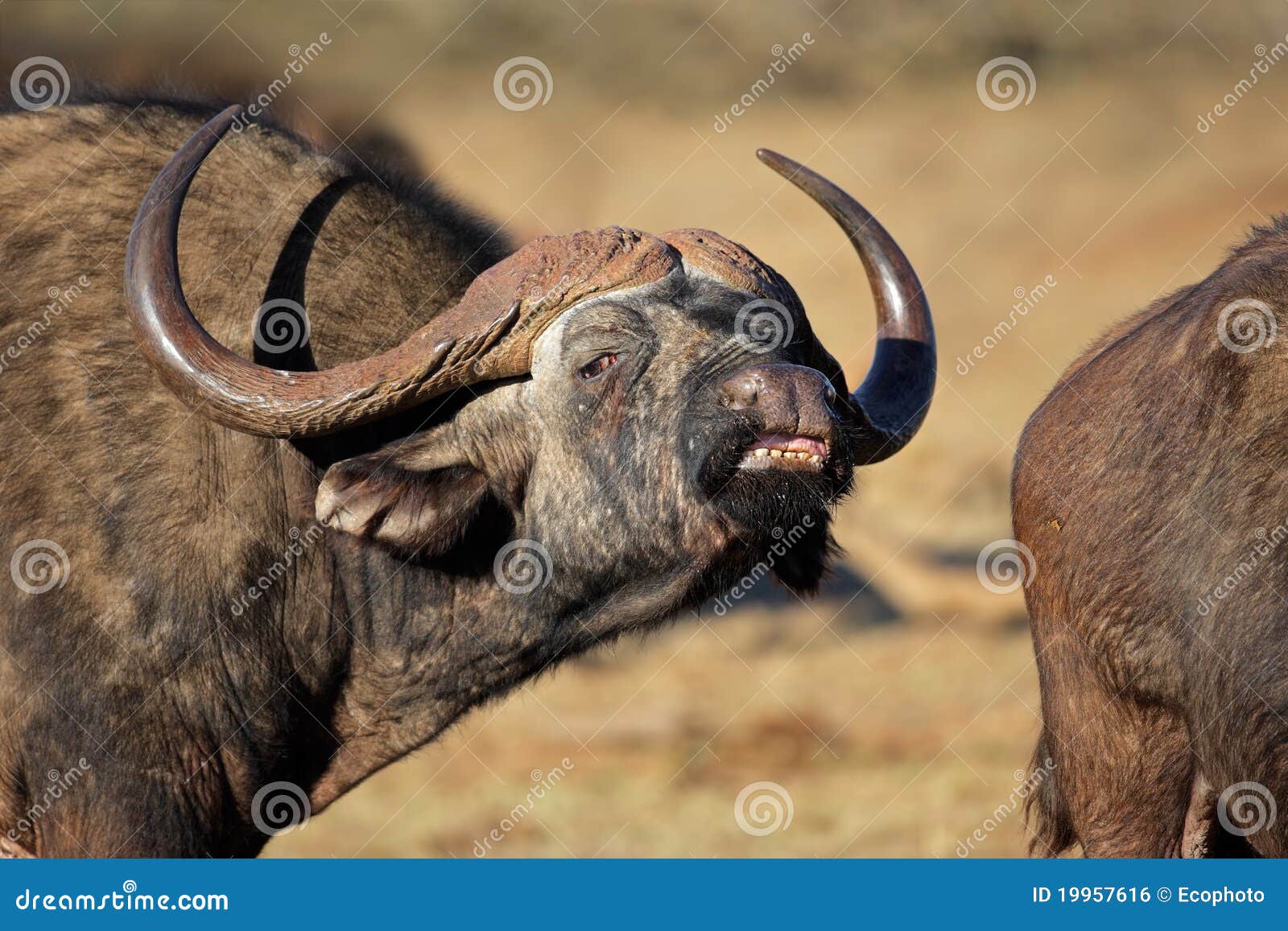 African Or Cape Buffalo, Bison Bison Bison And Heron In Trivandrum ...