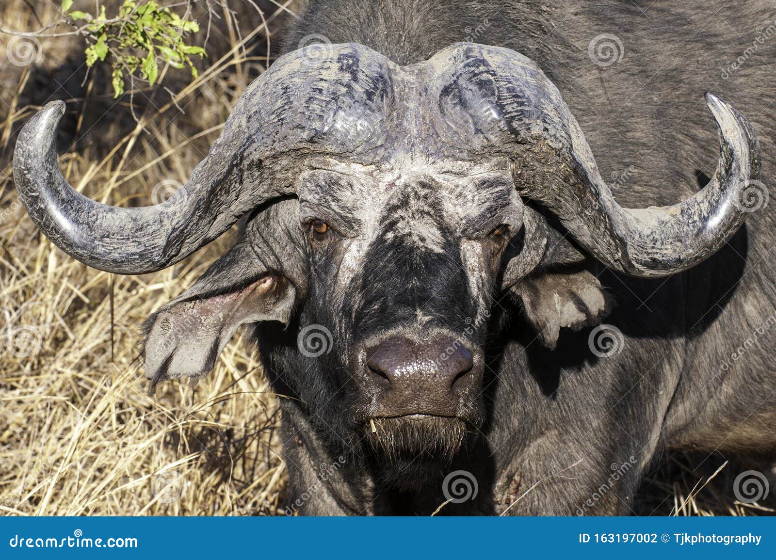 African or Cape Buffalo, Up Close, Face Stock Photo - Image of bovine ...