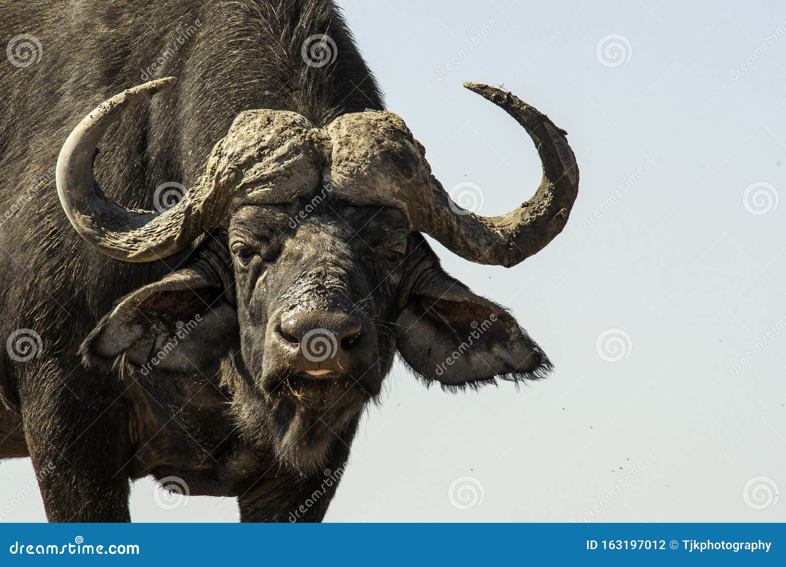 African or Cape Buffalo, Up Close, Face Stock Photo - Image of dirty ...