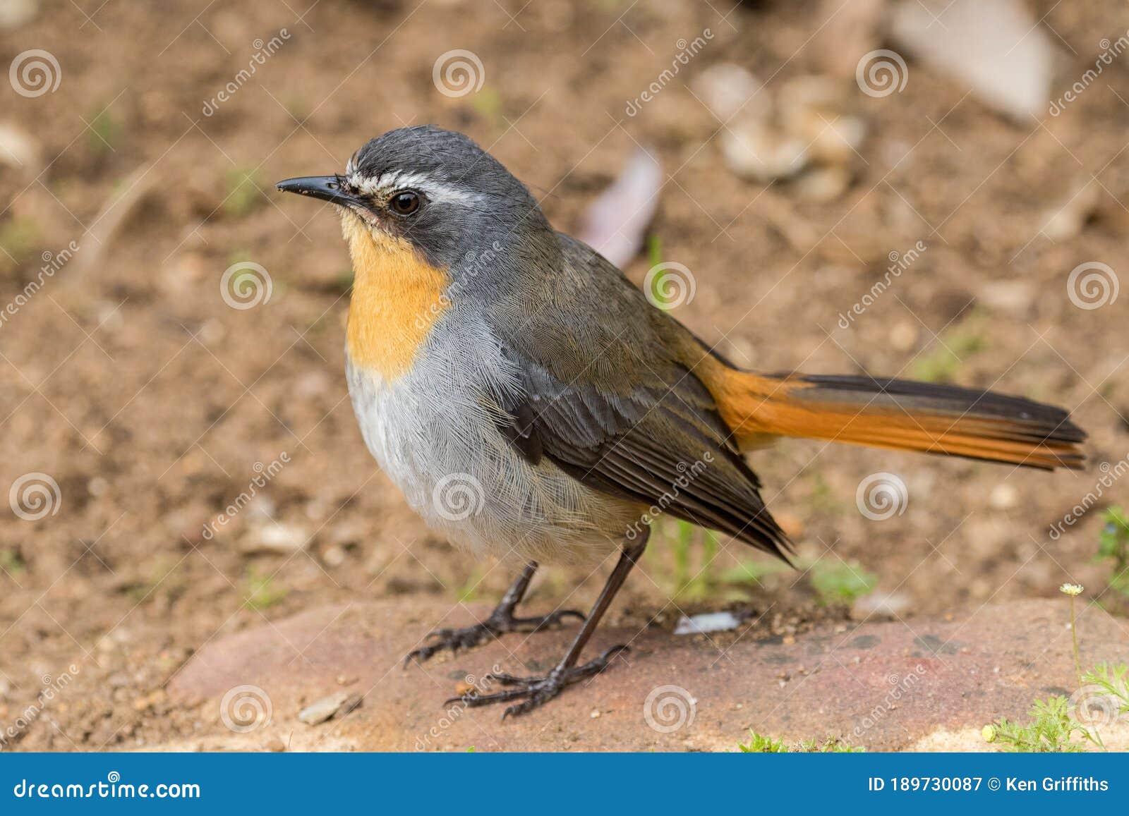 African Cape Robin Chat stock image. Image of wildlife - 189730087