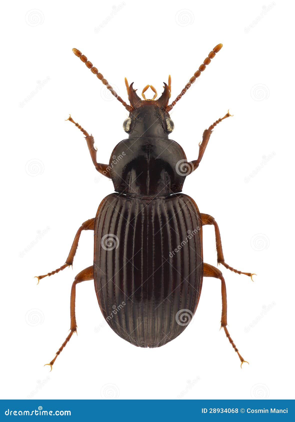 African carabidae stock photo. Image of vertical, macro - 28934068