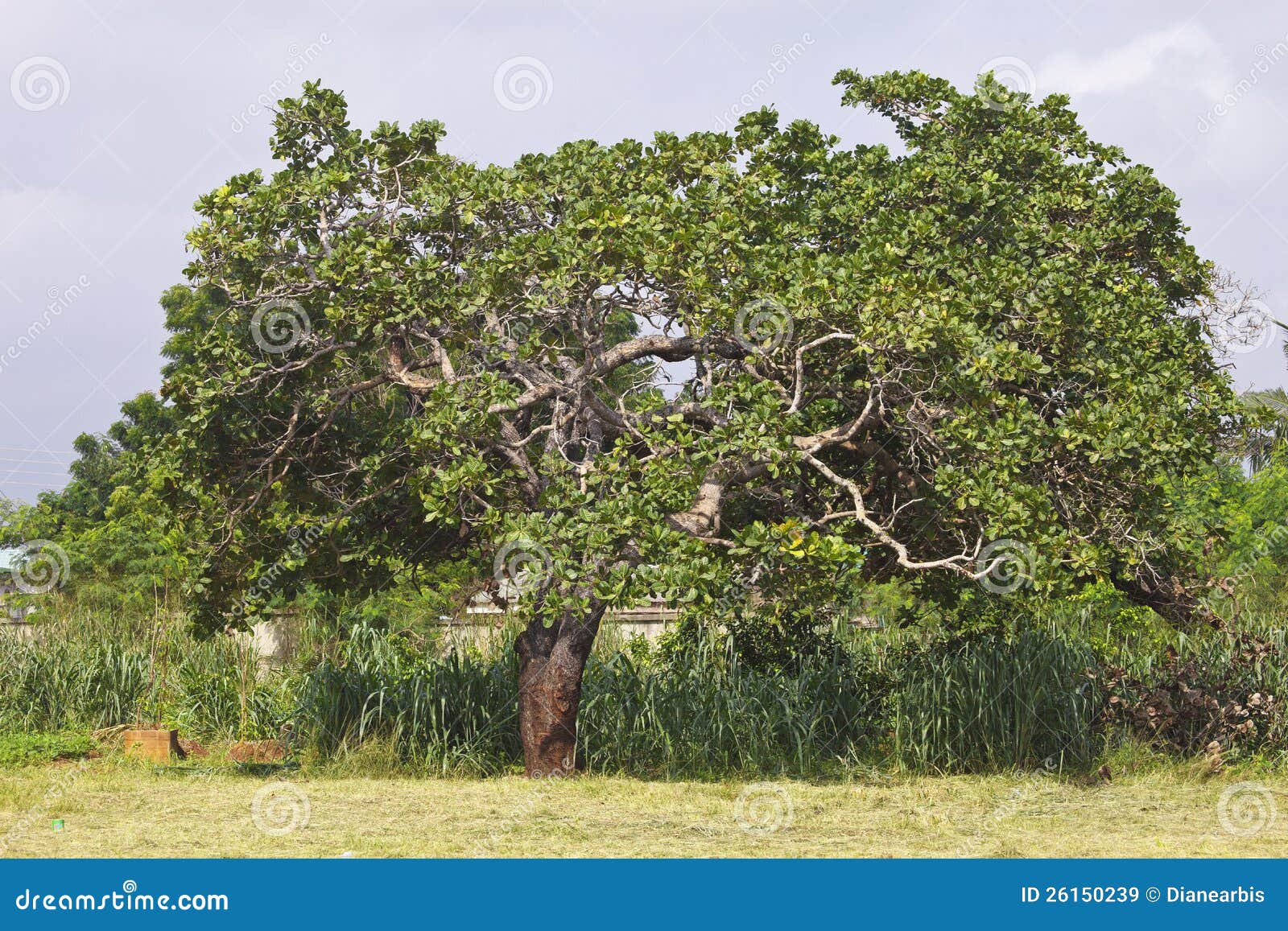 African Cashew Tree Royalty Free Stock Images - Image: 26150239