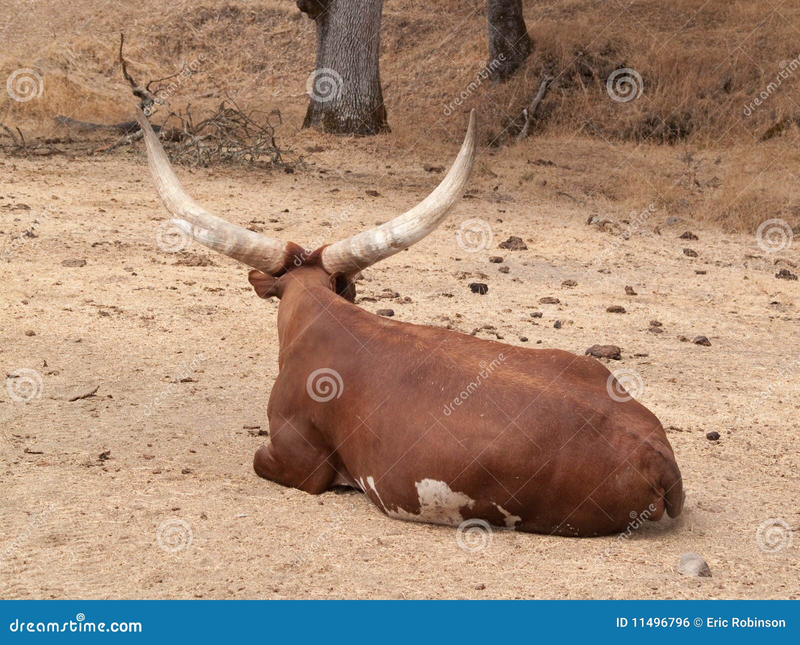African Cattle stock photo. Image of africa, dirt, african - 11496796