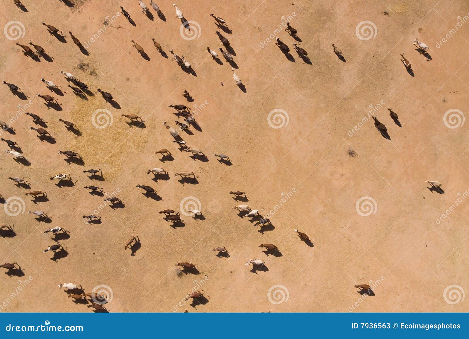 African Cattle in the Chad Desert Stock Image - Image of northern ...