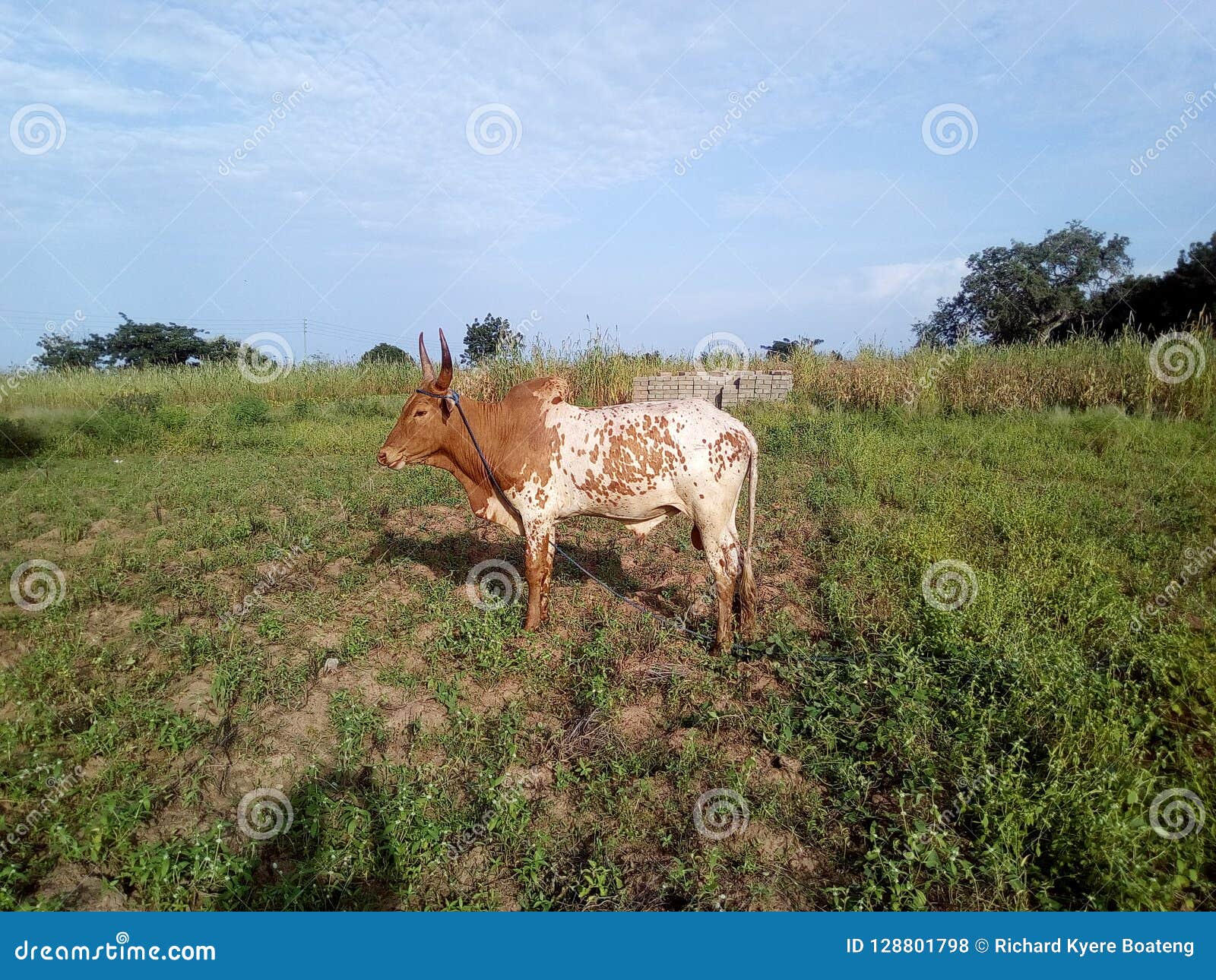 African cattle stock photo. Image of standing, side - 128801798