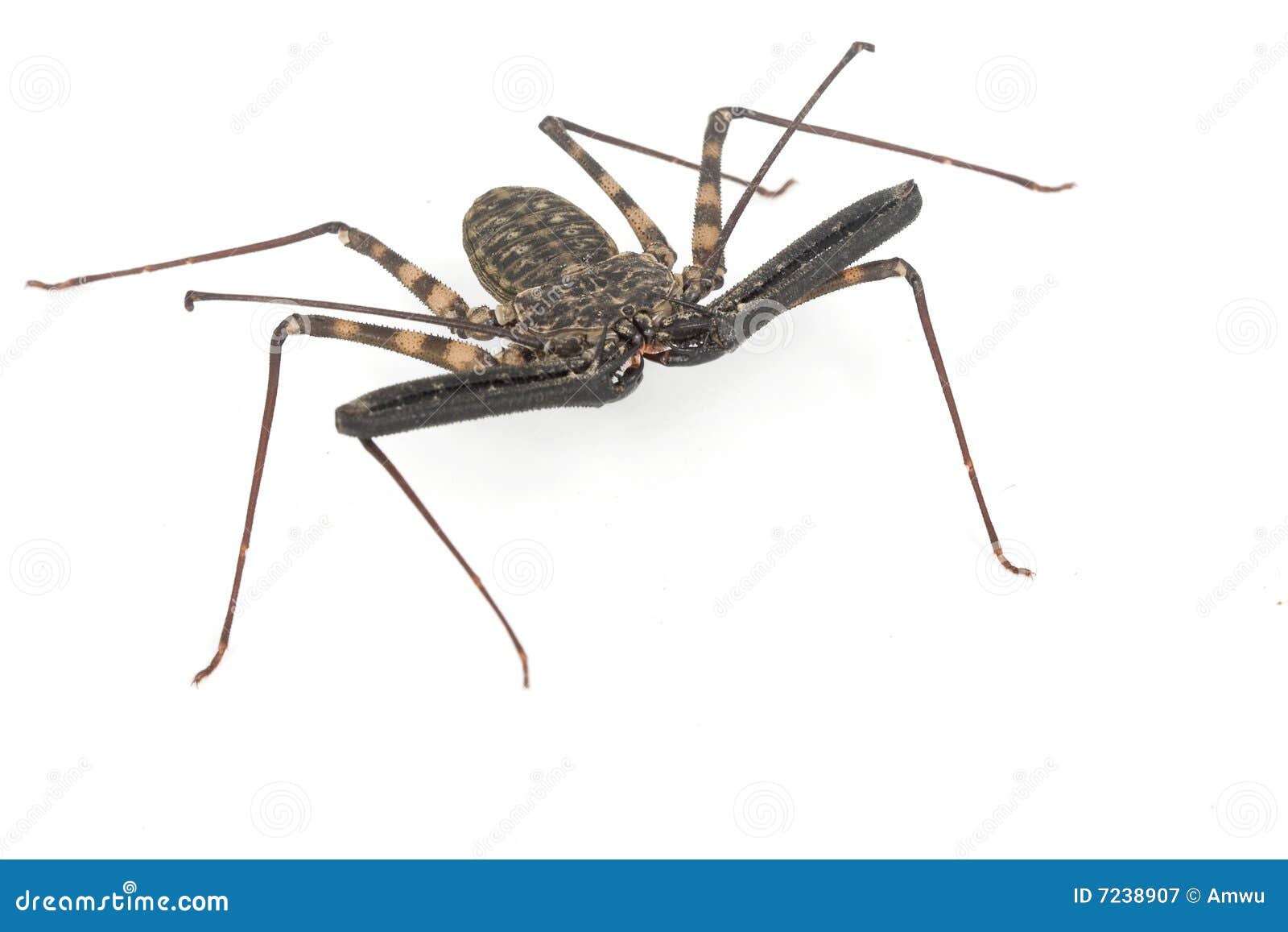 Giant African Cave Spider