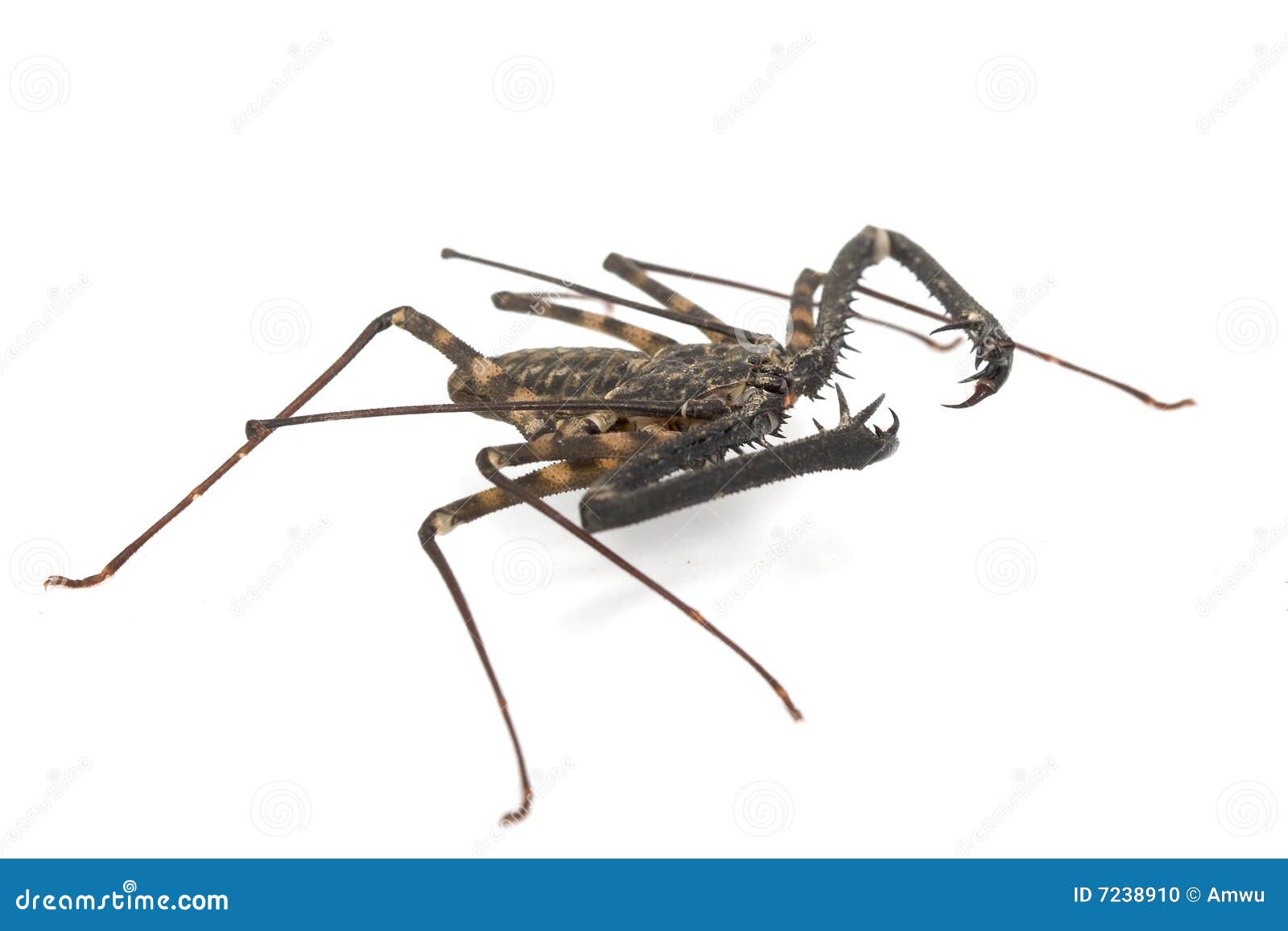 African Cave Spider stock photo. Image of dangerous, color - 7238910