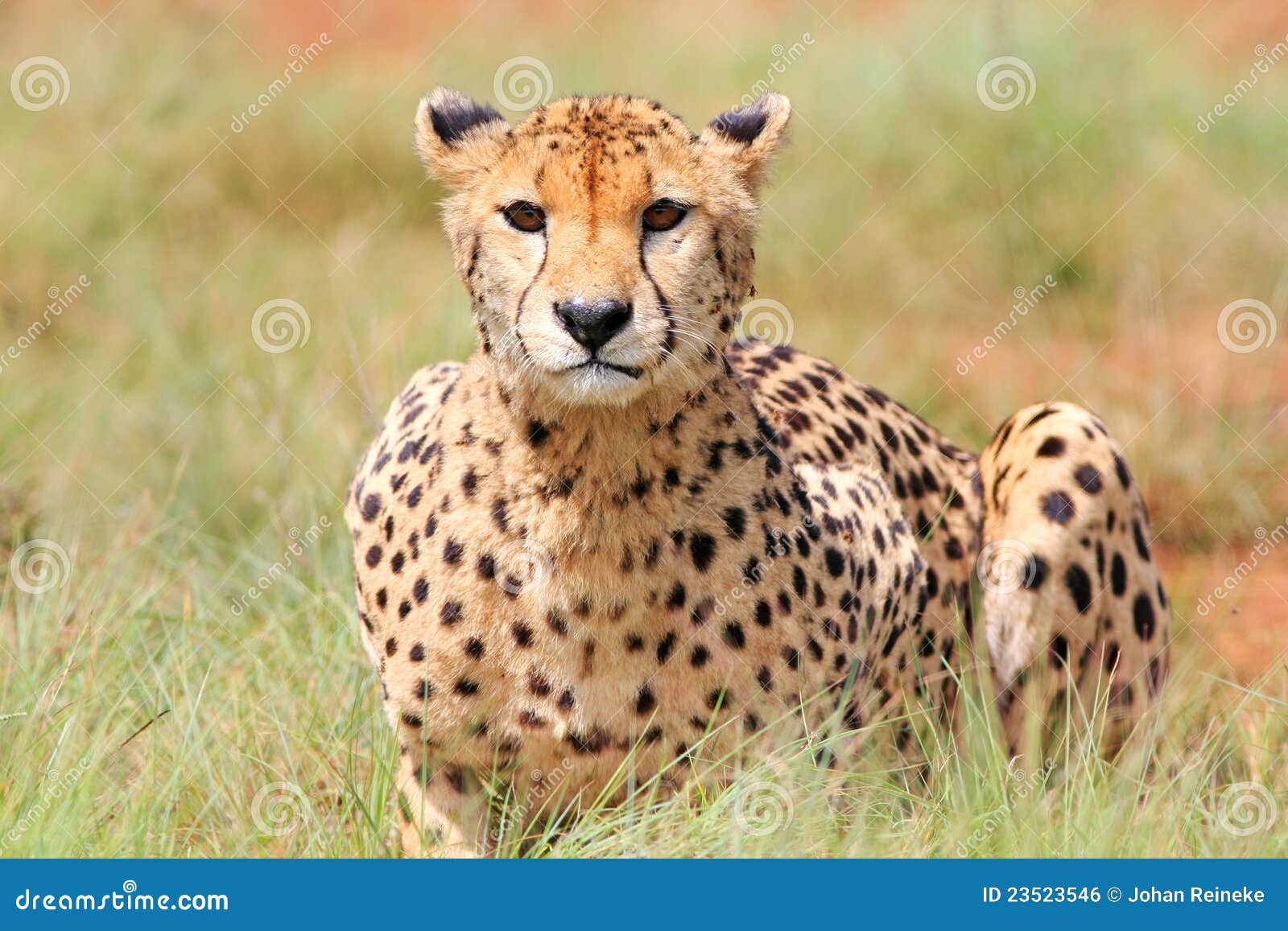 African Cheetah With Her Cubs Royalty-Free Stock Photography ...