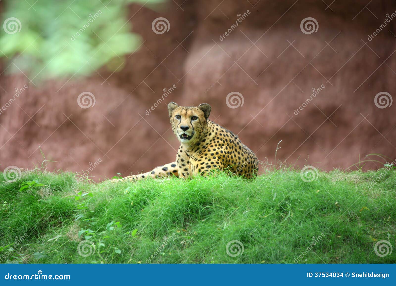 African Cheetah With Her Cubs Royalty-Free Stock Photography ...