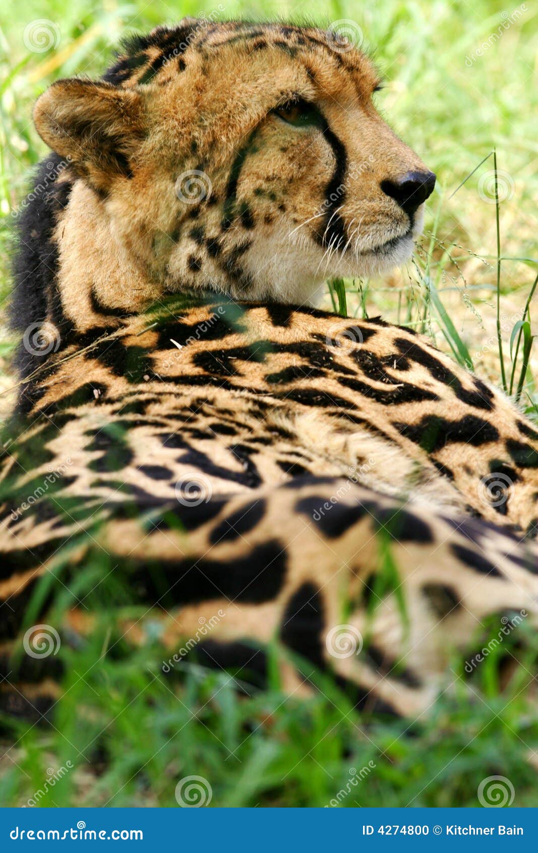 African Cheetah stock photo. Image of tanzania, wild, game - 4274800