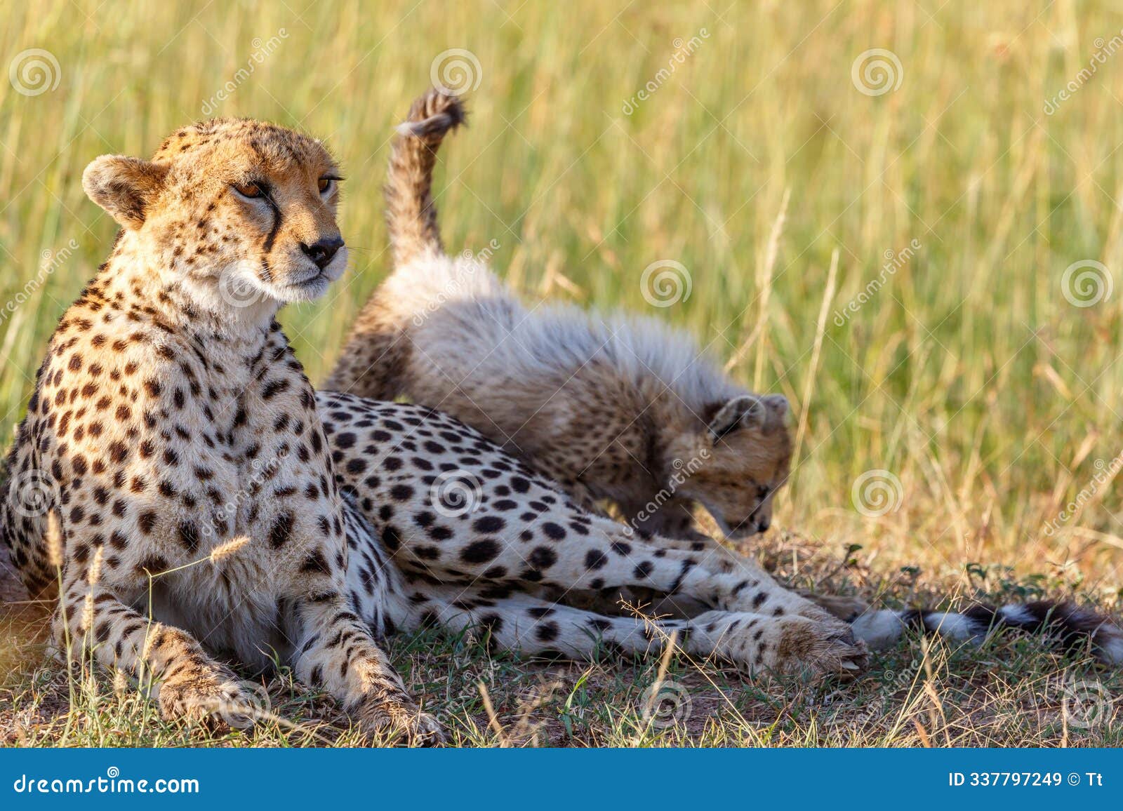 African Cheetah with a Cub is in the Grass Stock Image - Image of ...