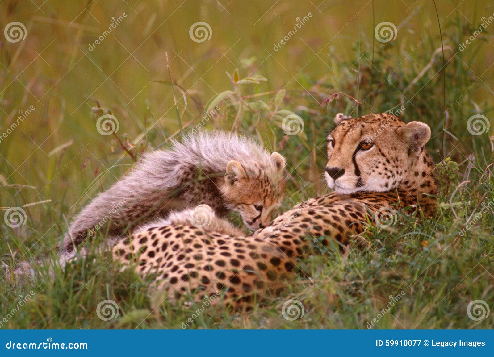 African Cheetah With Her Cubs Royalty-Free Stock Photography ...