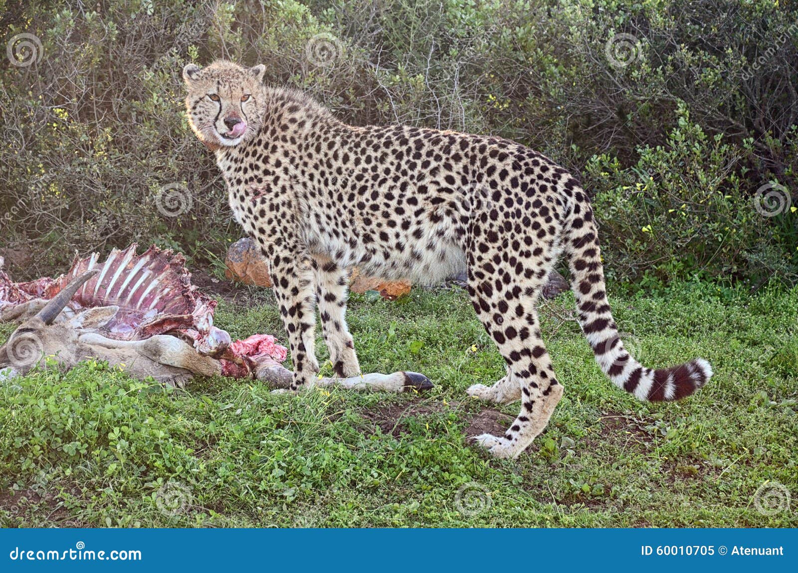 Cheetah hunting stock image. Image of wildlife, grass - 60010705
