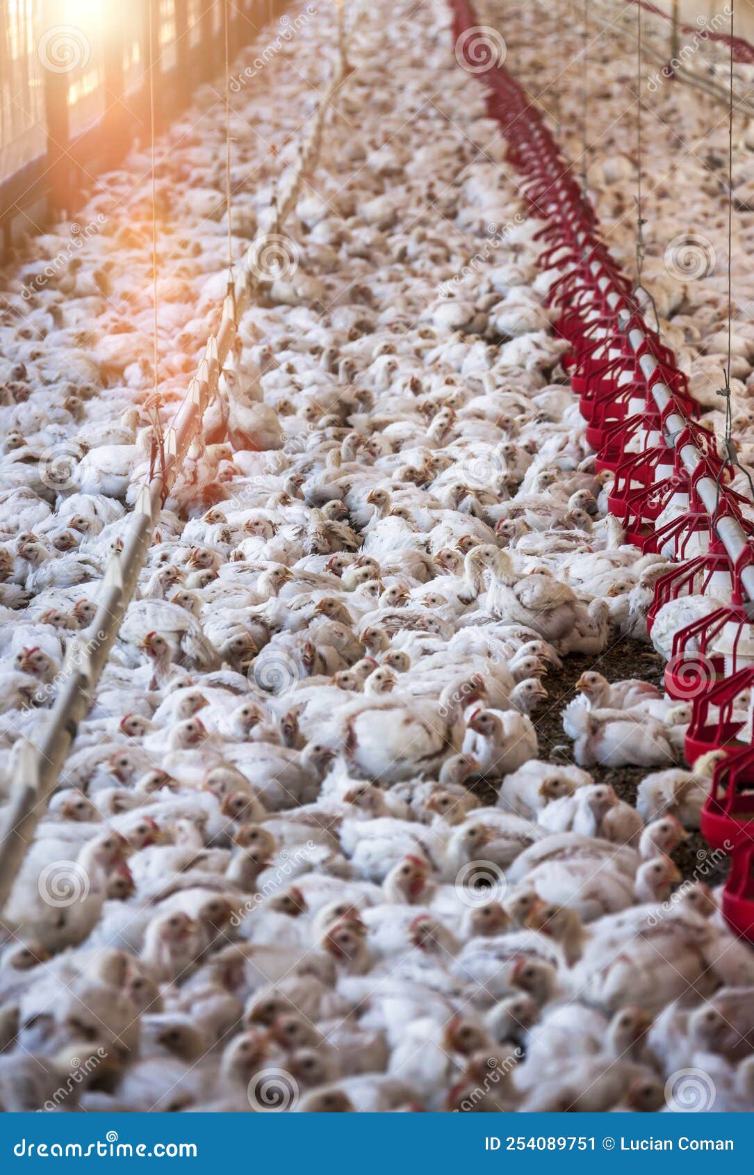 African chicken farm stock image. Image of domestic - 254089751