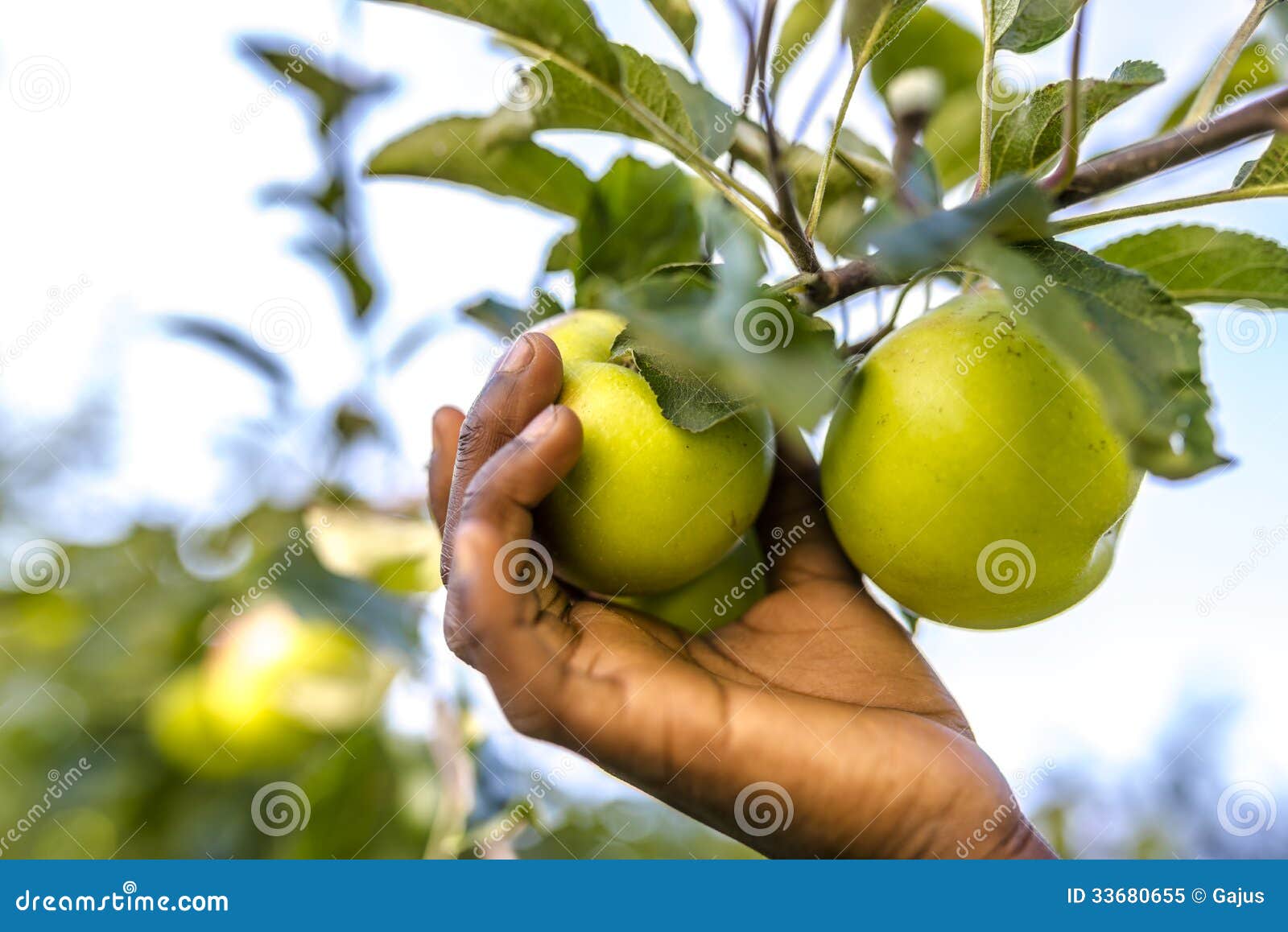 African Child Picking Apple Stock Image - Image of produce, juicy: 33680655