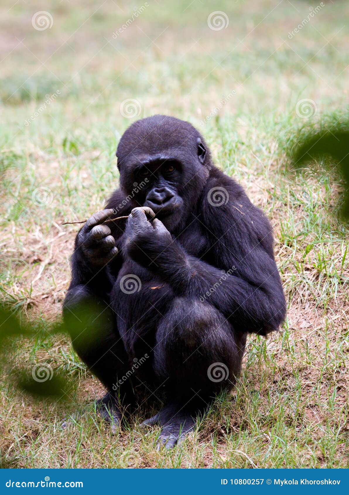 African chimpanzee stock image. Image of black, mammal - 10800257