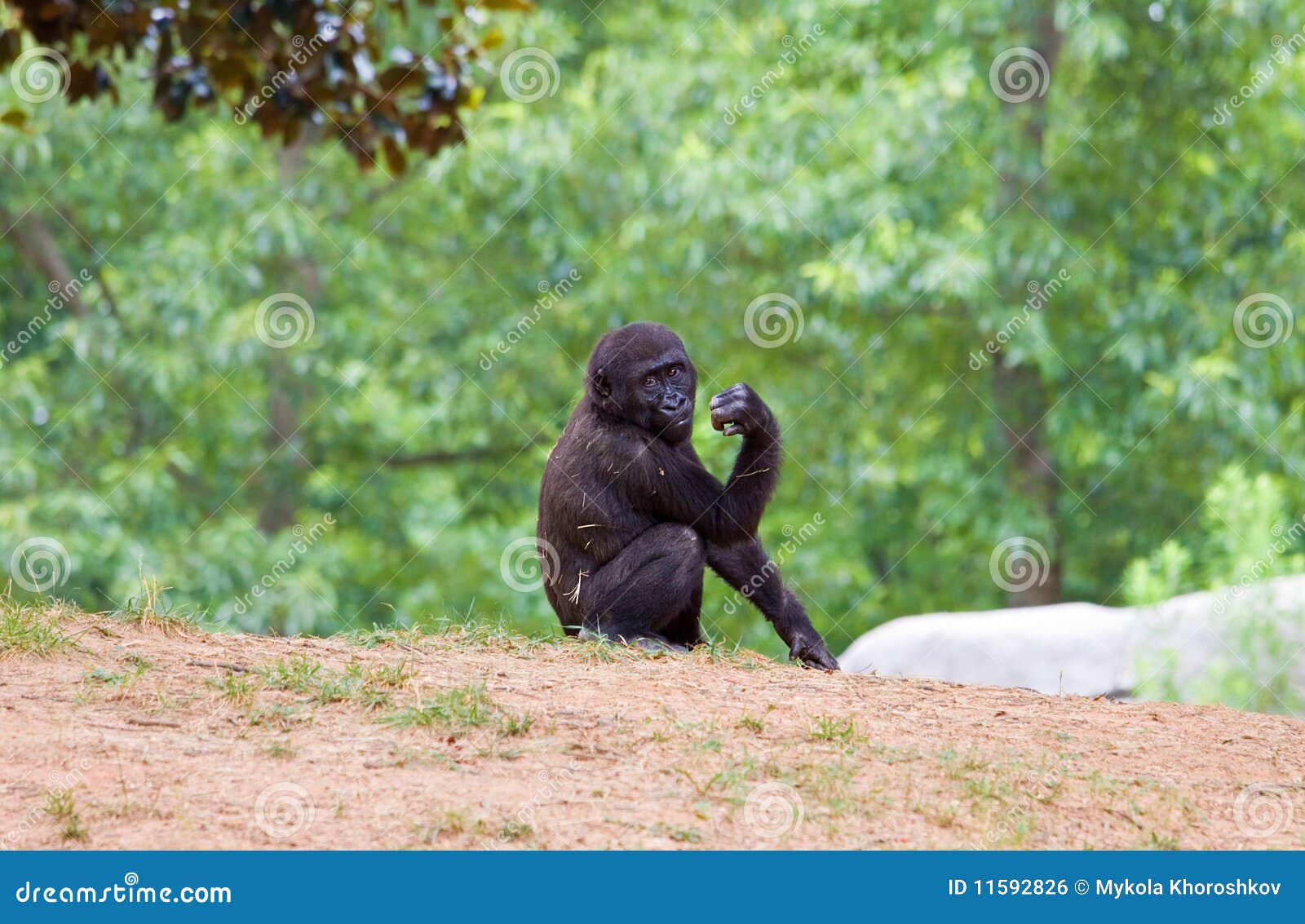 African chimpanzee stock photo. Image of monkey, primate - 11592826