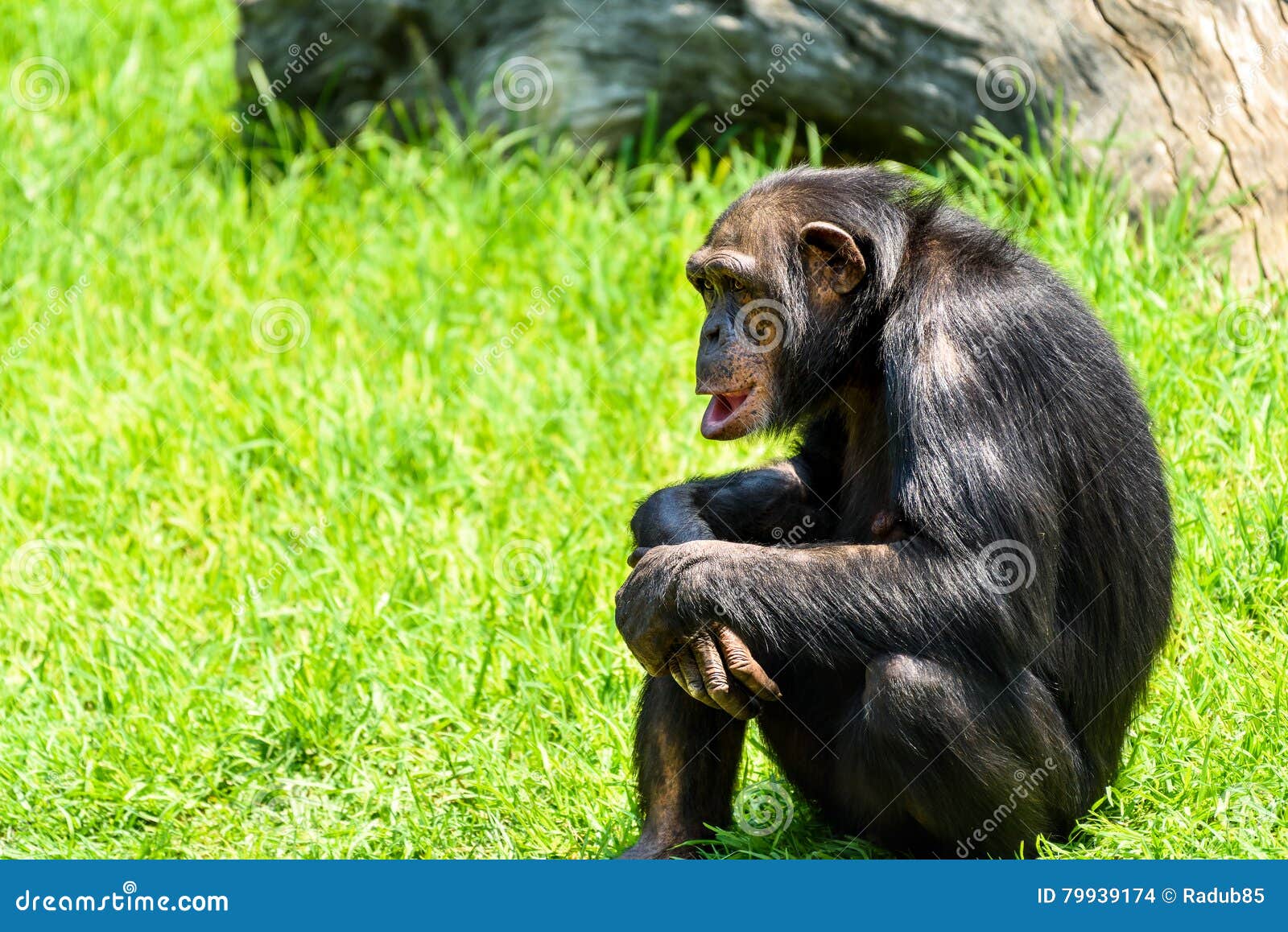 African Chimpanzee Portrait Stock Photo - Image of africa, chimp: 79939174
