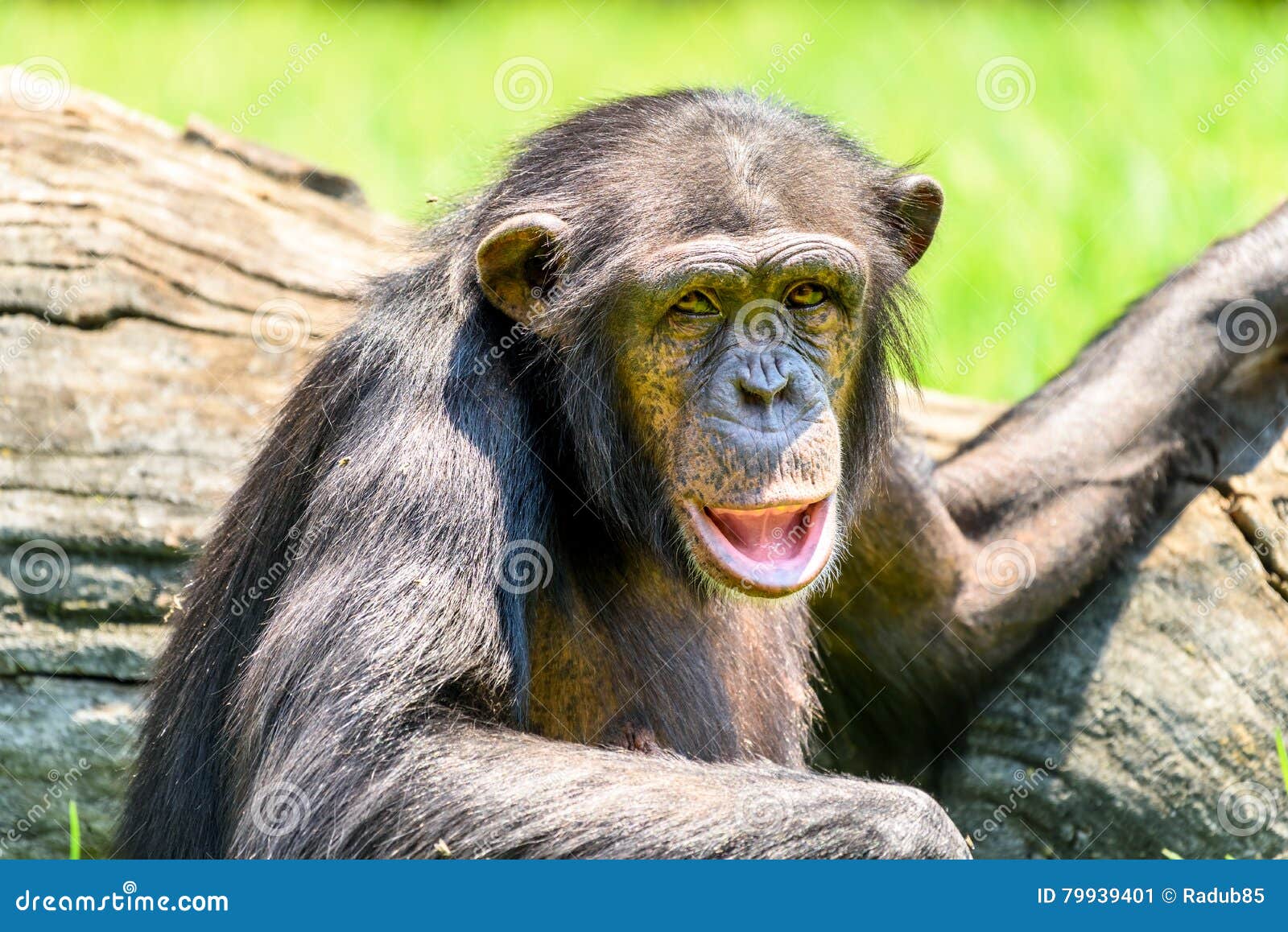 African Chimpanzee Portrait Stock Image - Image of chimpanzee, bonobo ...