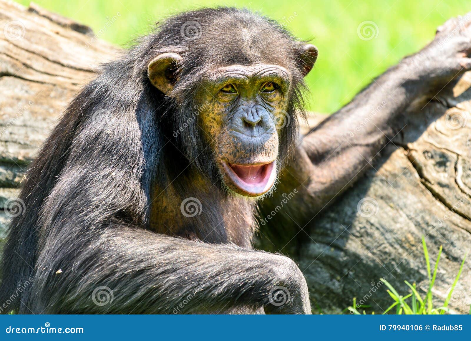 African Chimpanzee Portrait Stock Photo - Image of animals, funny: 79940106