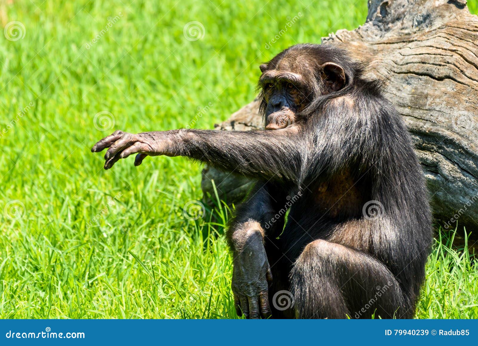 African Chimpanzee Portrait Stock Image - Image of african, head: 79940239